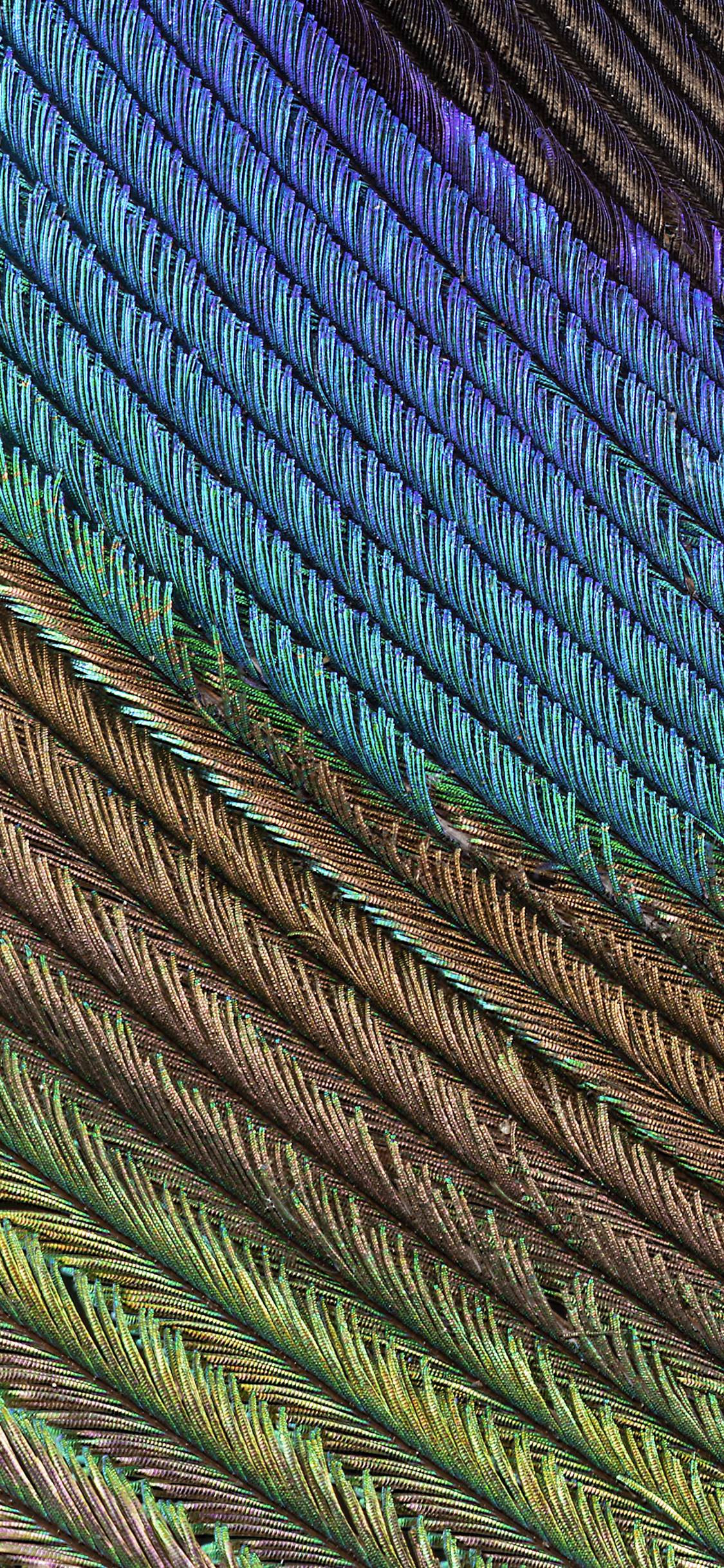 Stunning detail of a peacock feather. | Scrolller