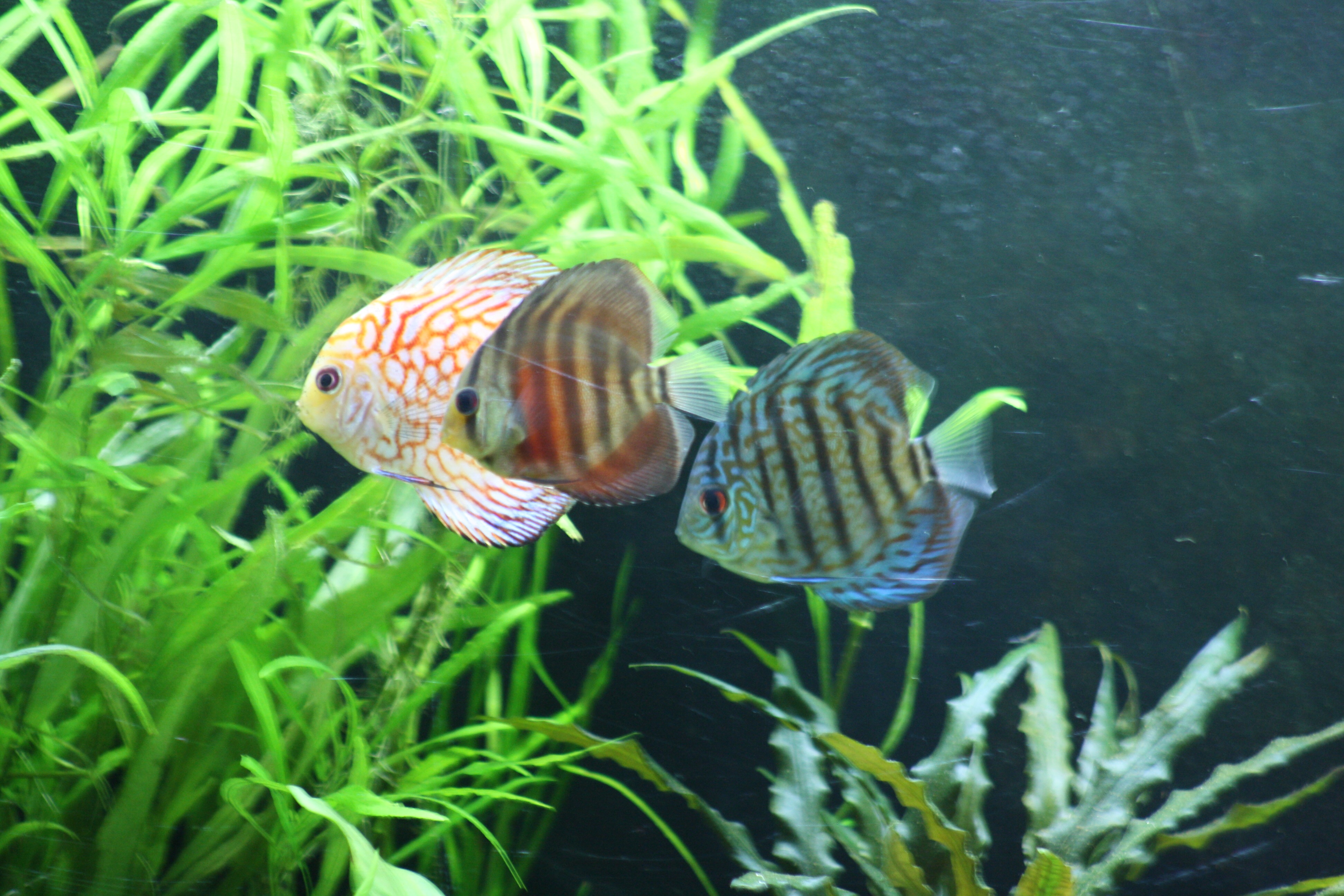 Stunted discus? | Scrolller