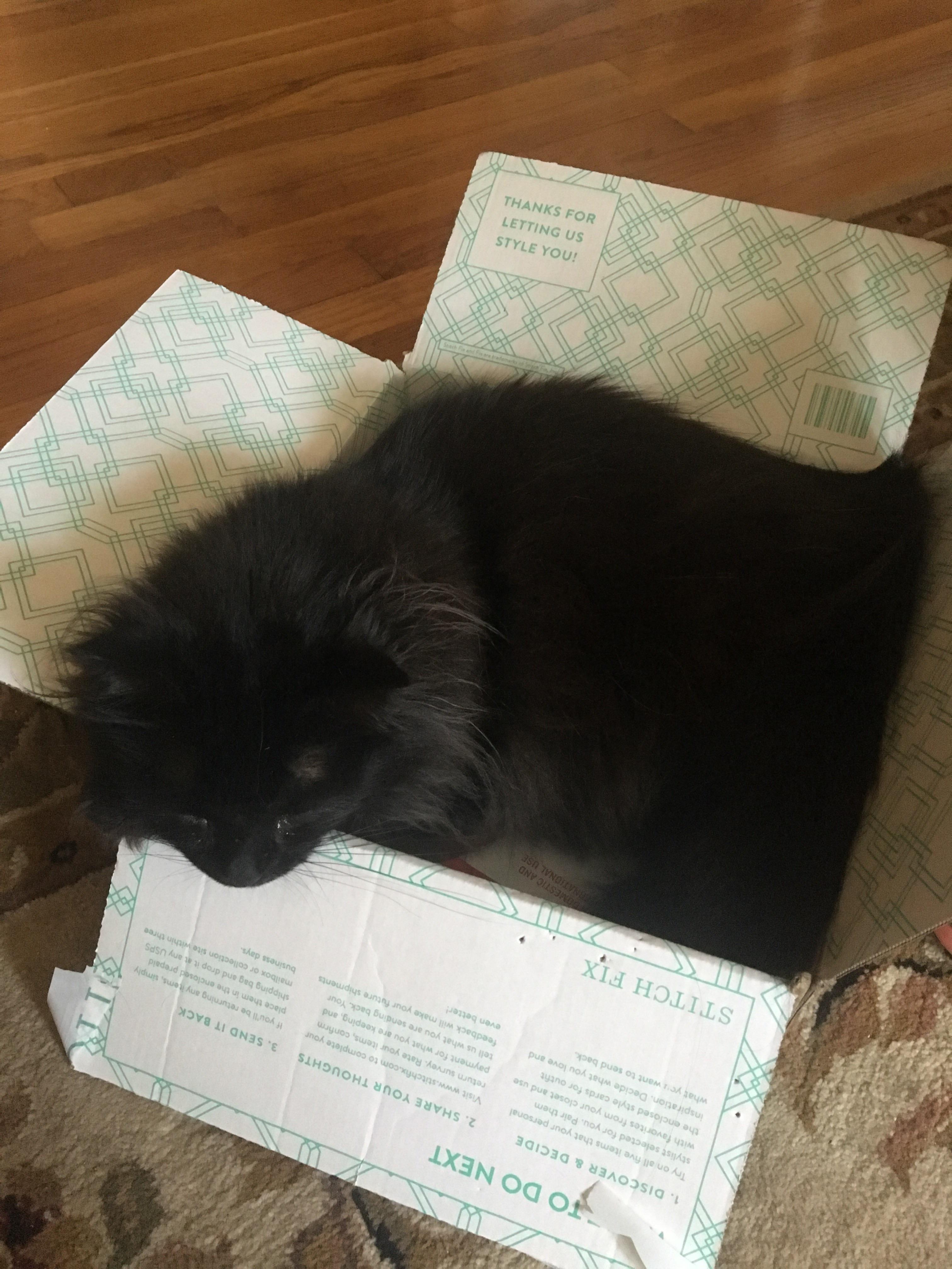 Subscription boxes are good for cats too 😂 | Scrolller
