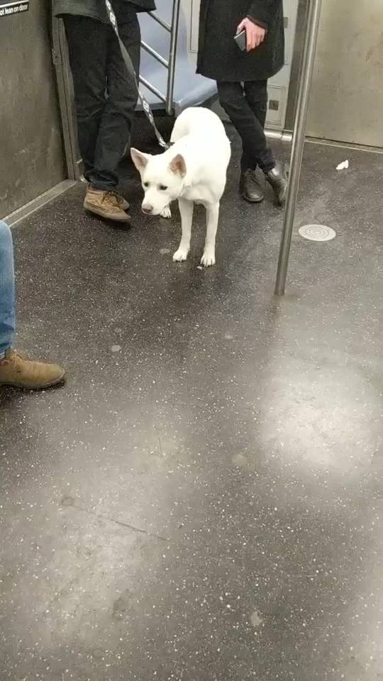 Subway staredown | Scrolller