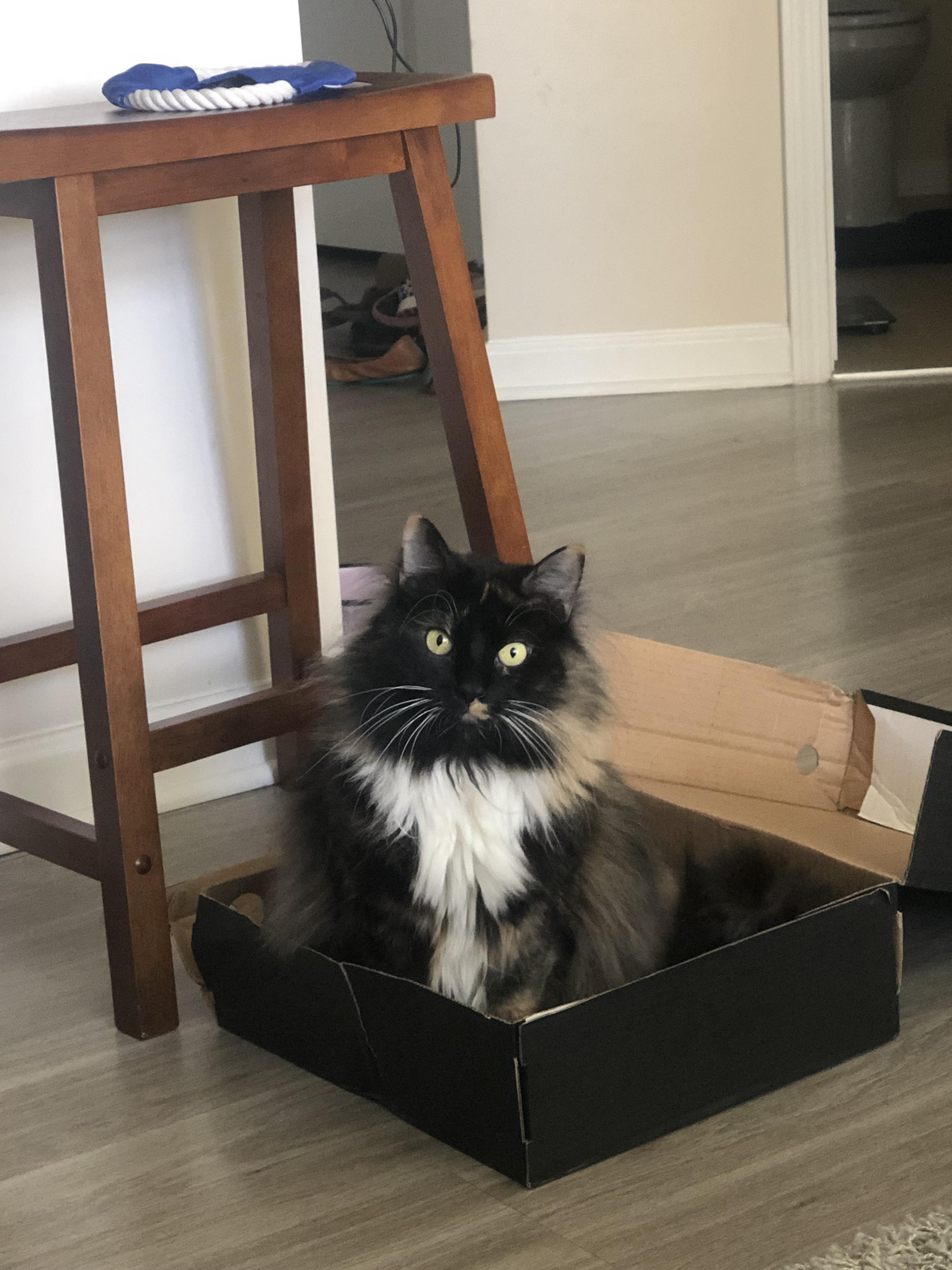 Successful trap | Scrolller