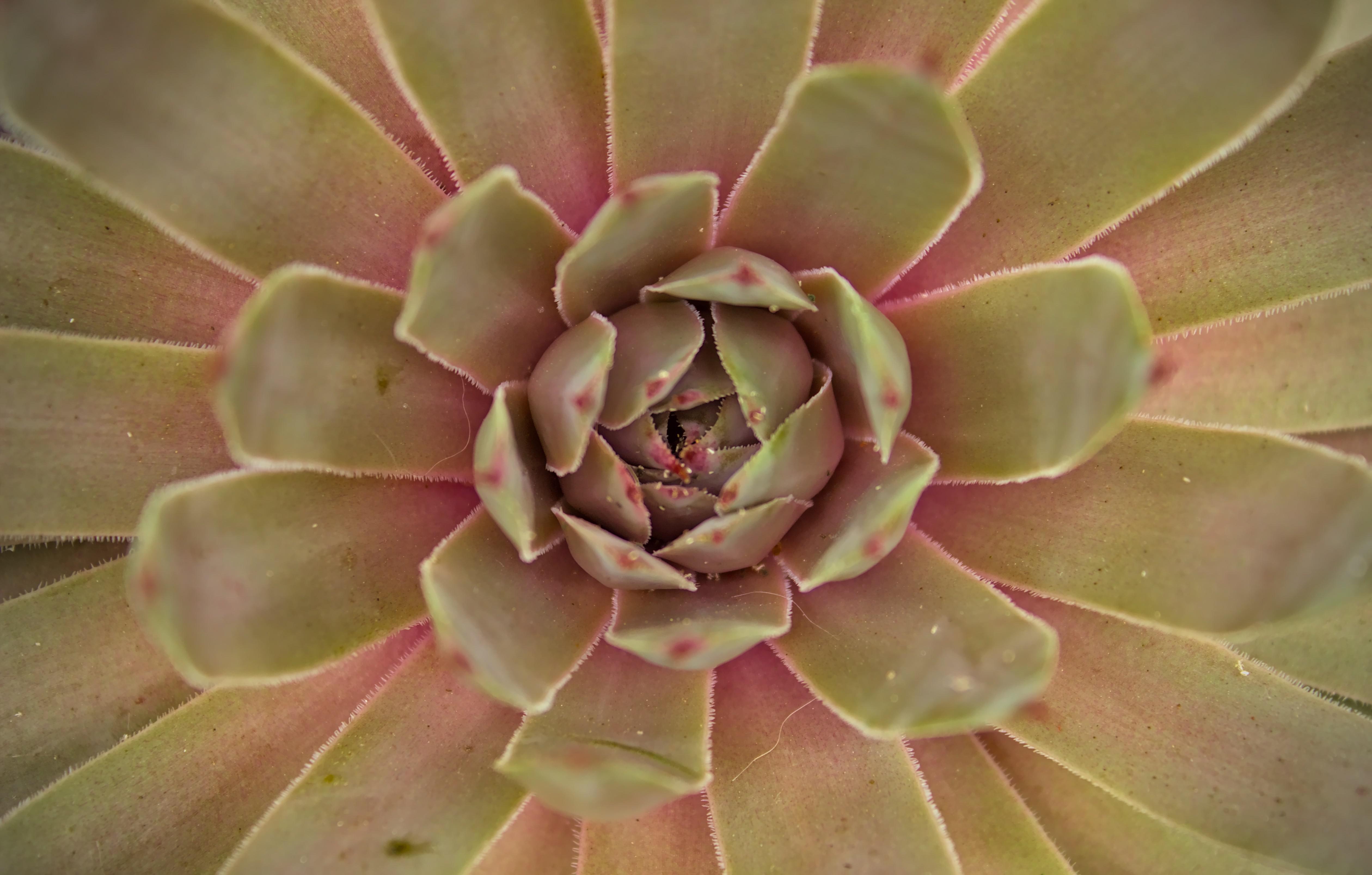 Succulent | Scrolller