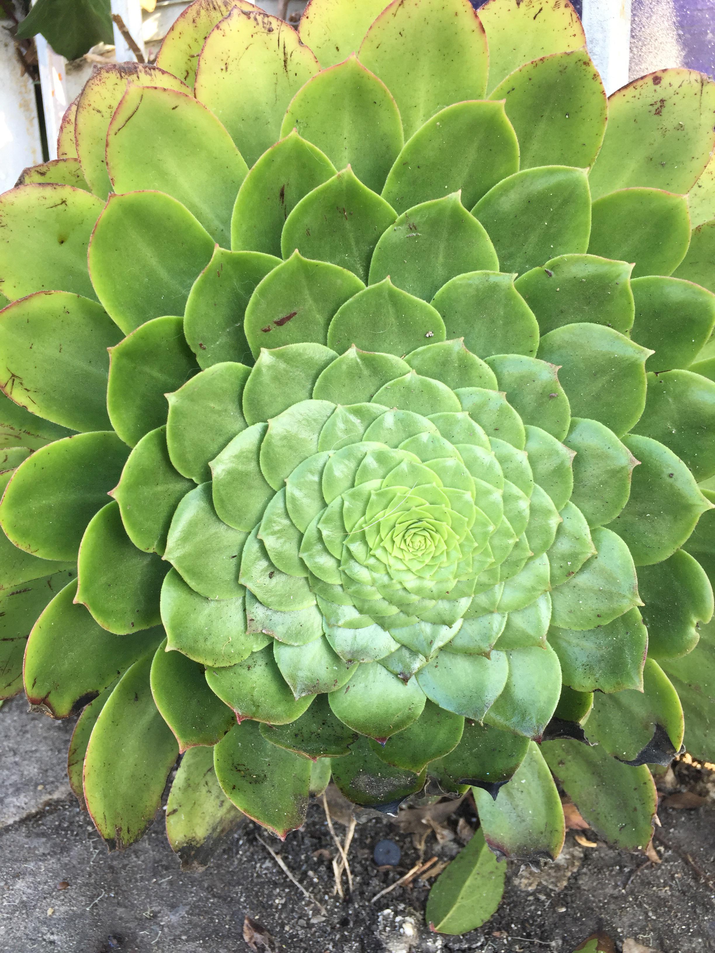 Succulent | Scrolller