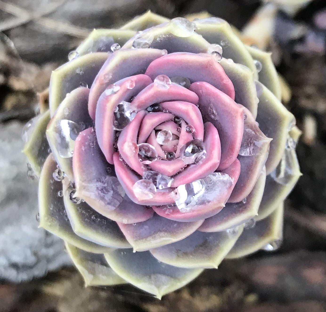 Succulent love | Scrolller