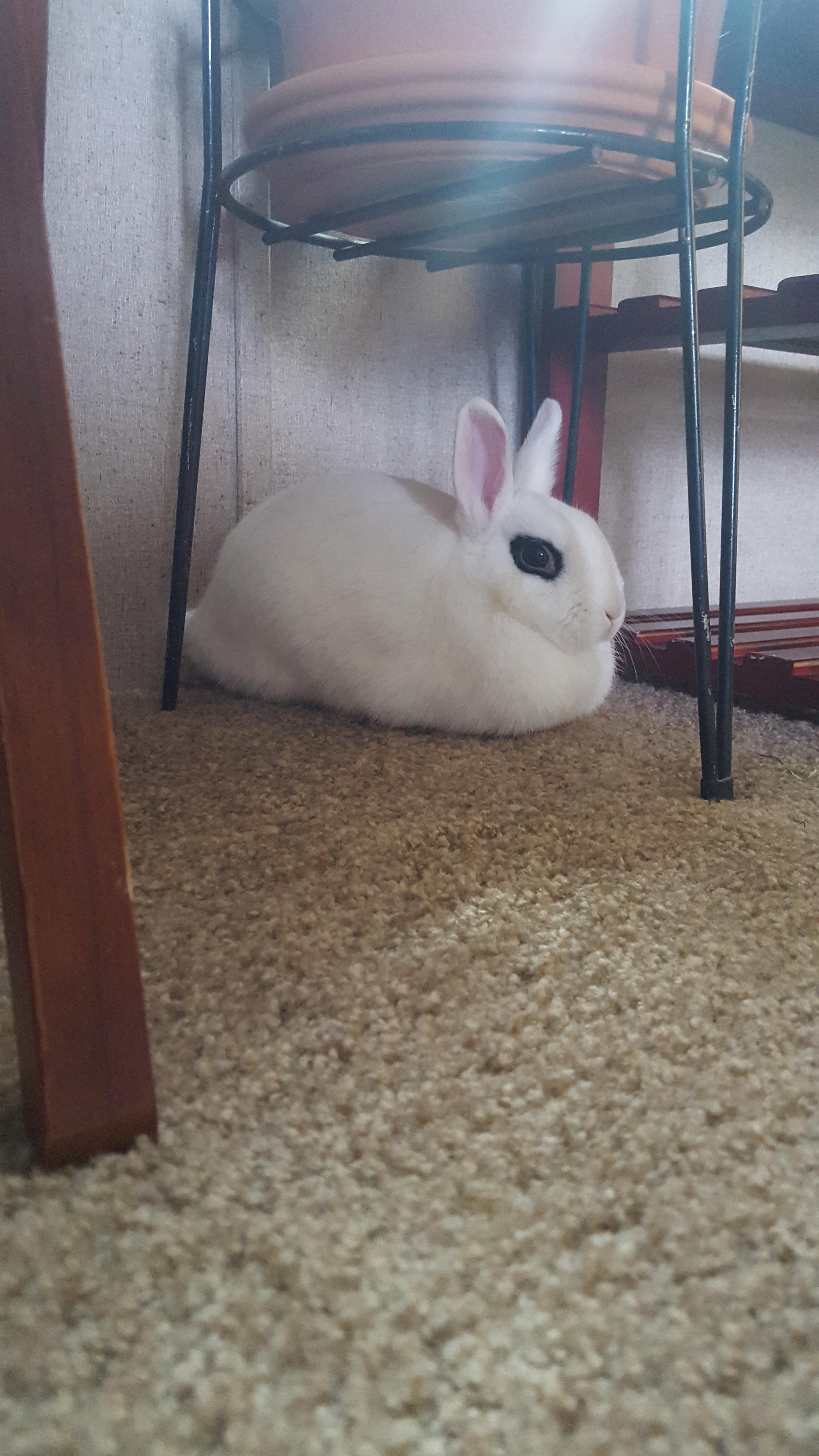 Such a cute little loaf | Scrolller