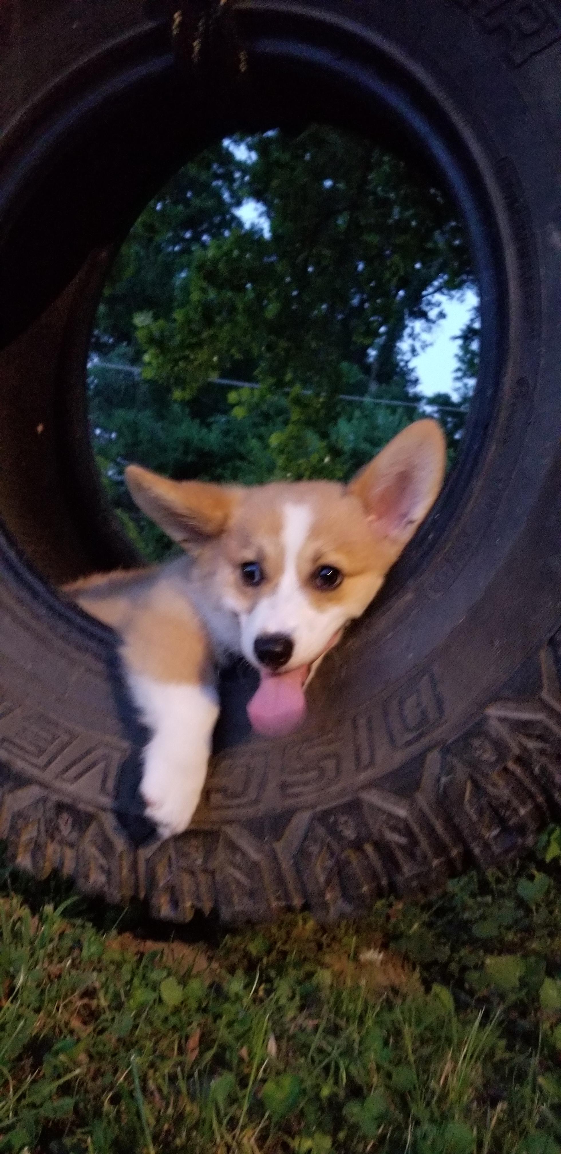 Sully in a tire swing | Scrolller
