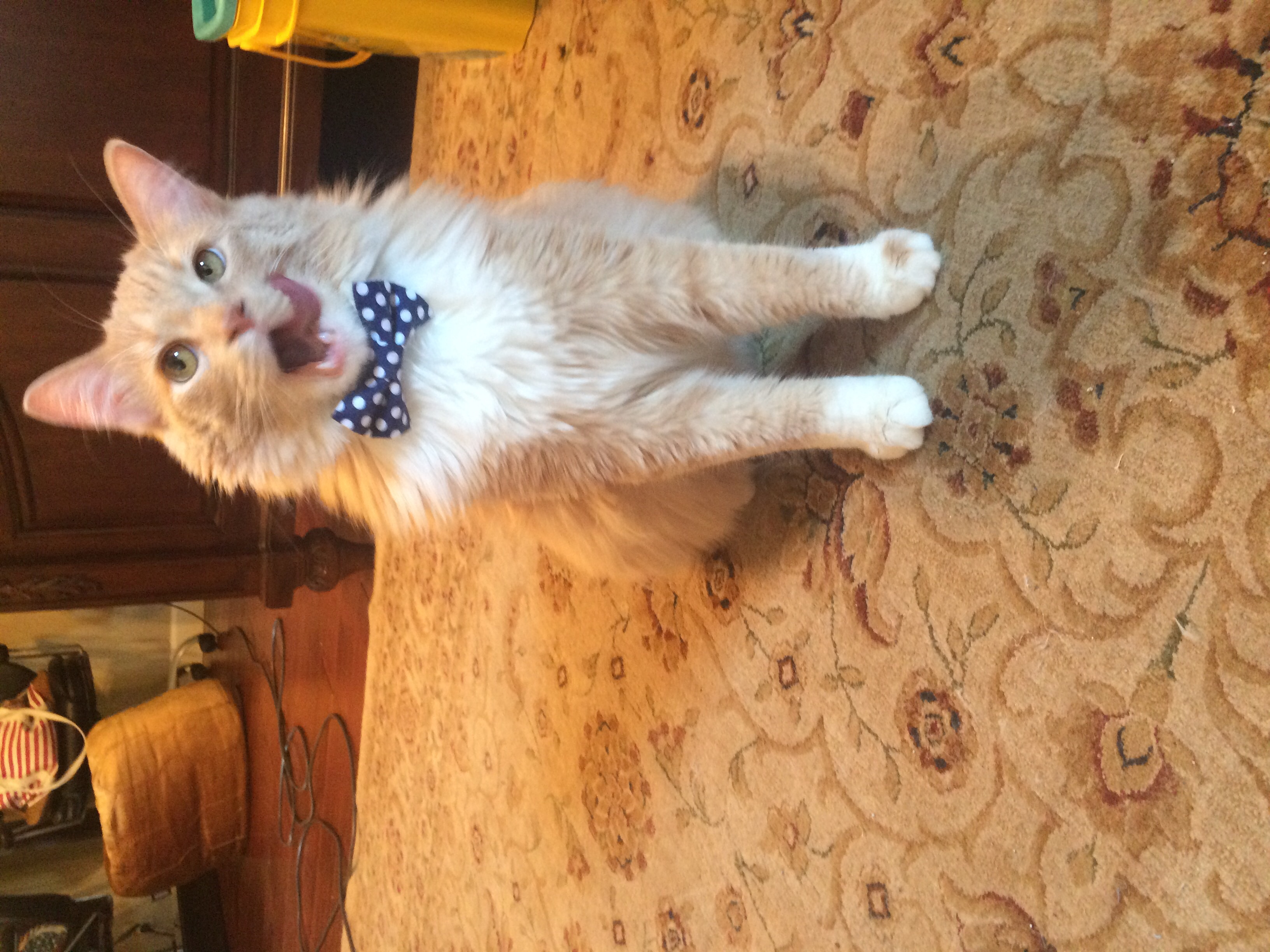 Sully is ready for work | Scrolller