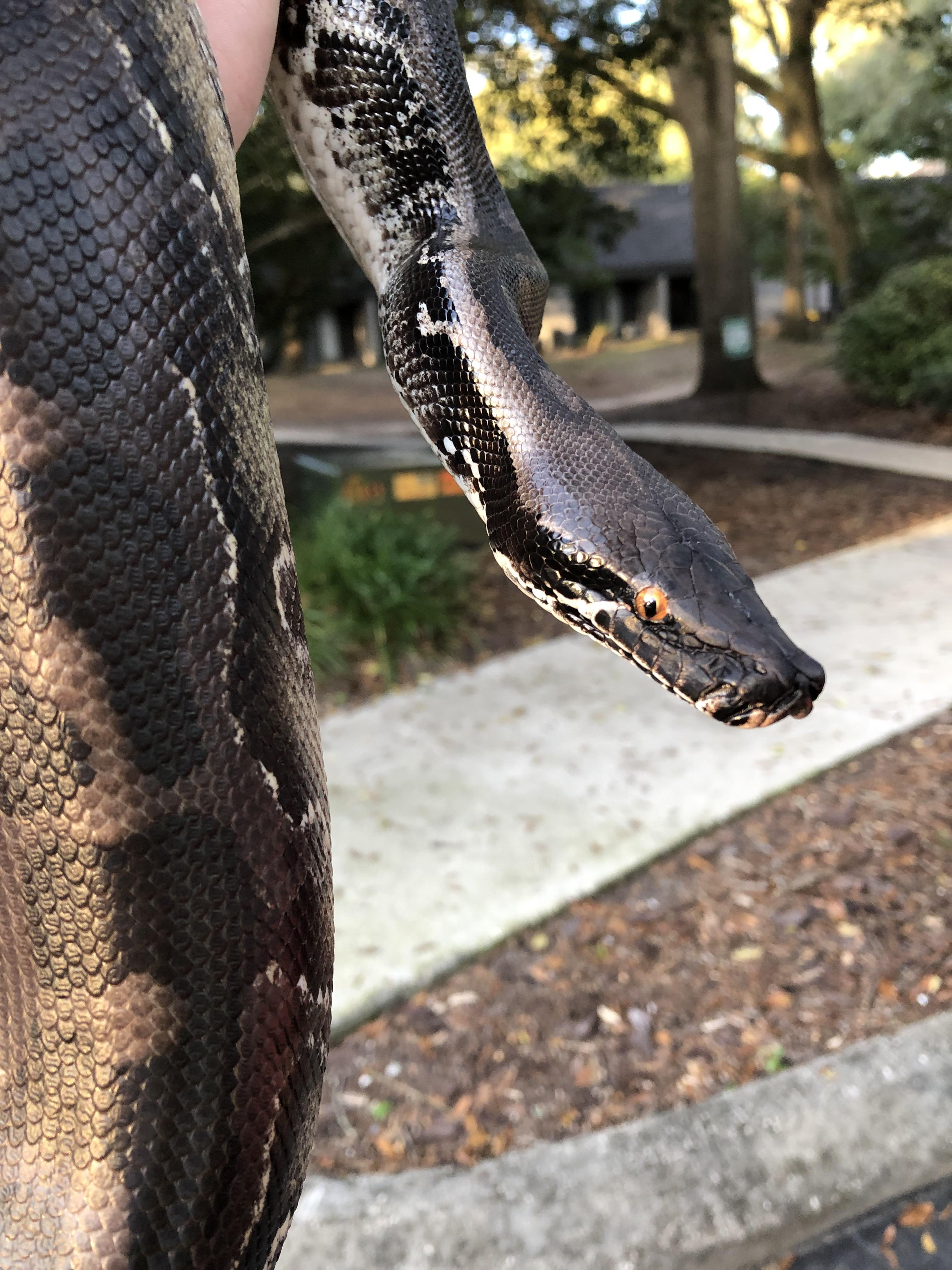 Sumatran short tailed python | Scrolller