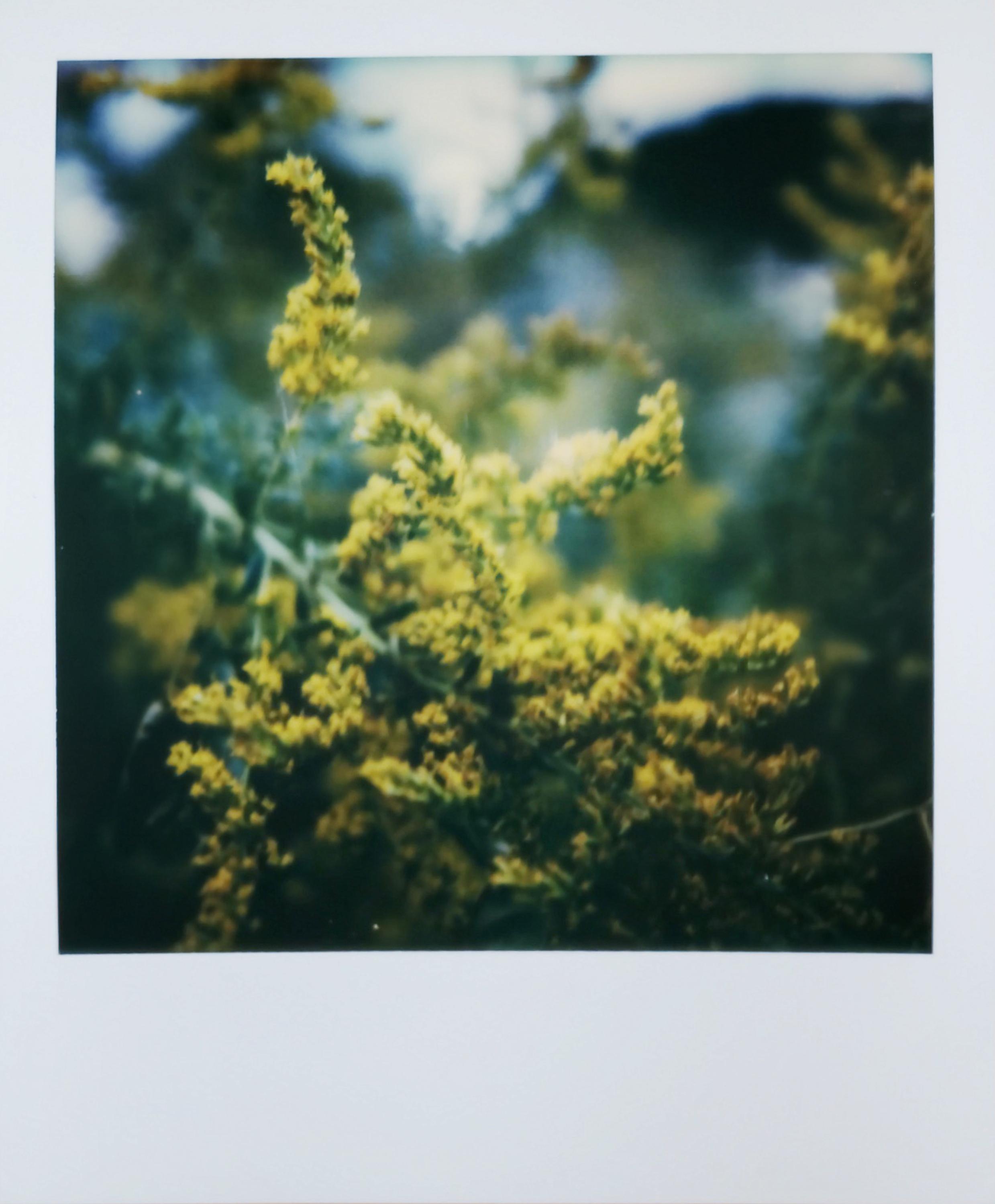 Summer isn't over | SX-70 Land Camera | Scrolller