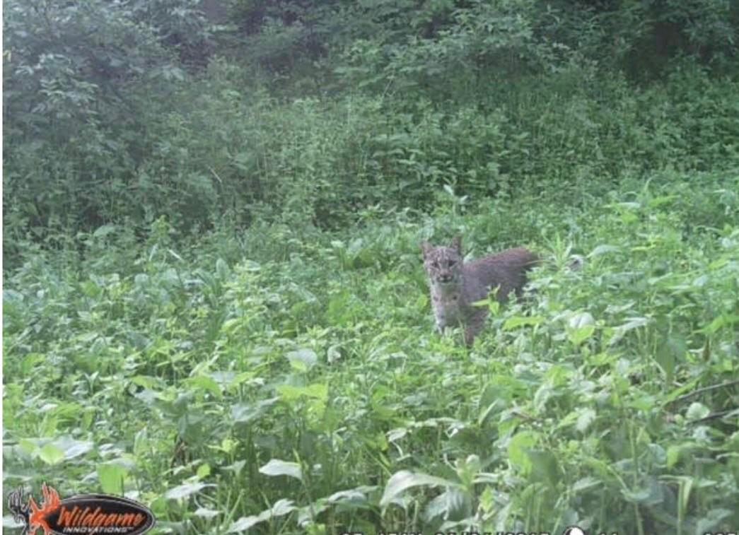 Summertime Bobcat | Scrolller