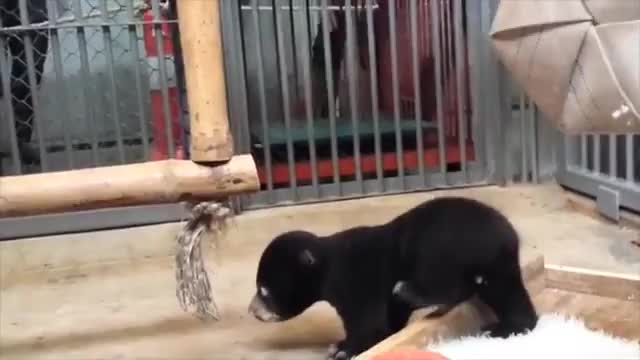 Sun Bear Cub Learning to Walk | Scrolller