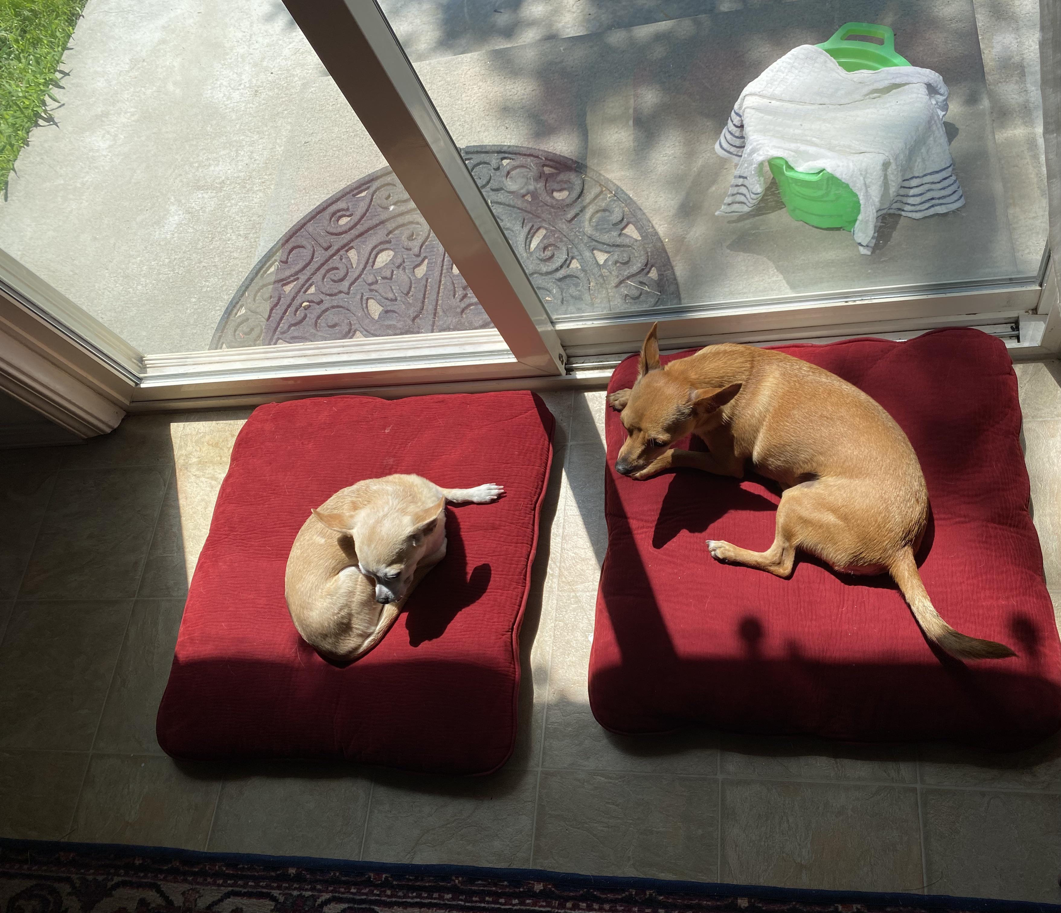 Sun beasts! | Scrolller