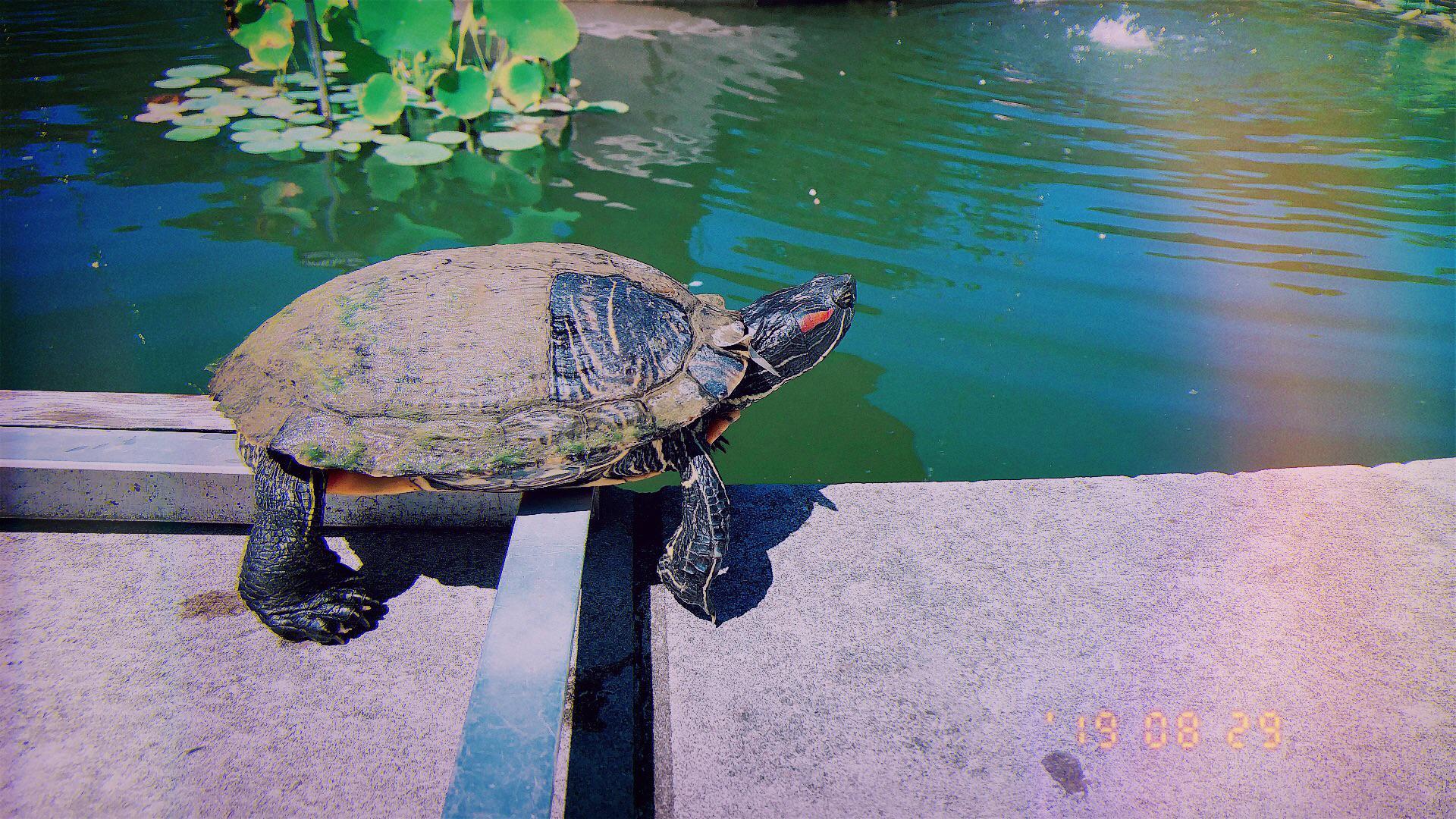 sunbathing in the botanic garden | Scrolller