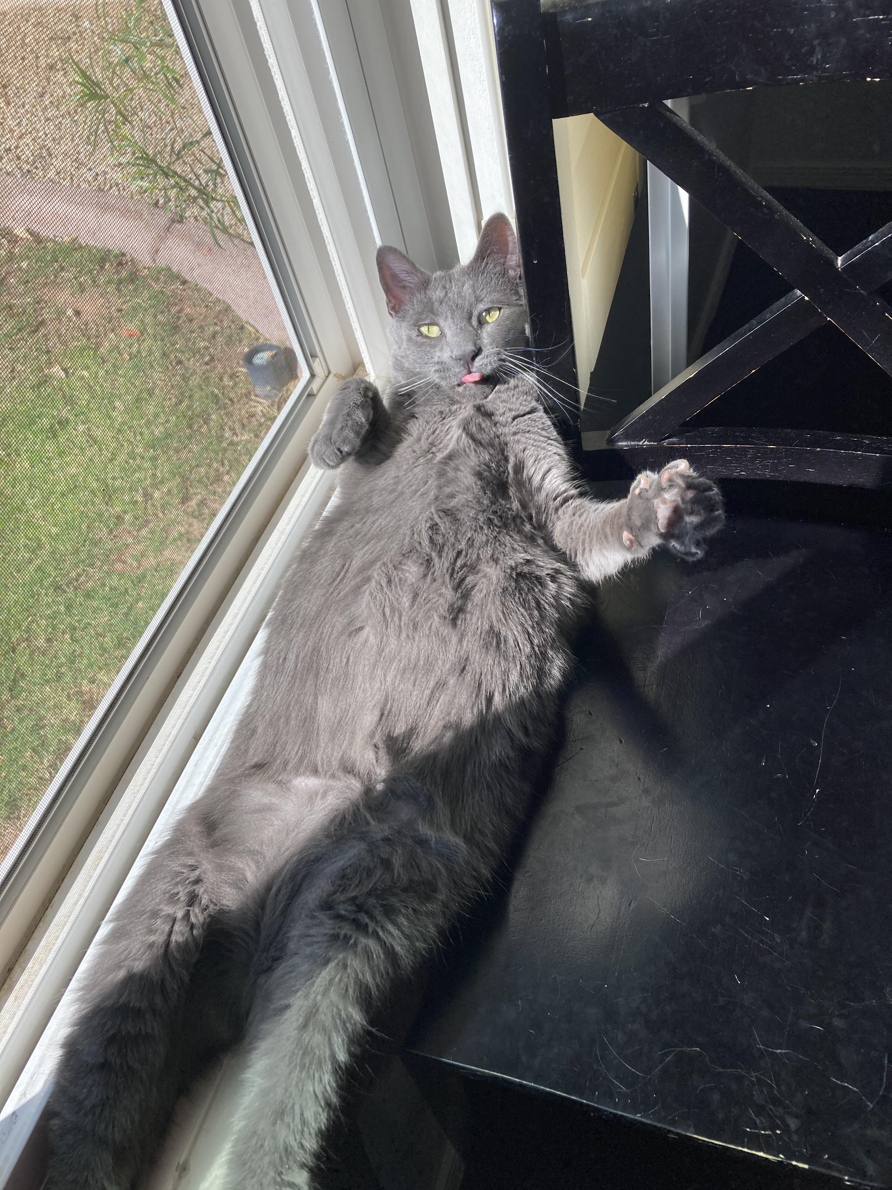 Sunbathing in the window | Scrolller
