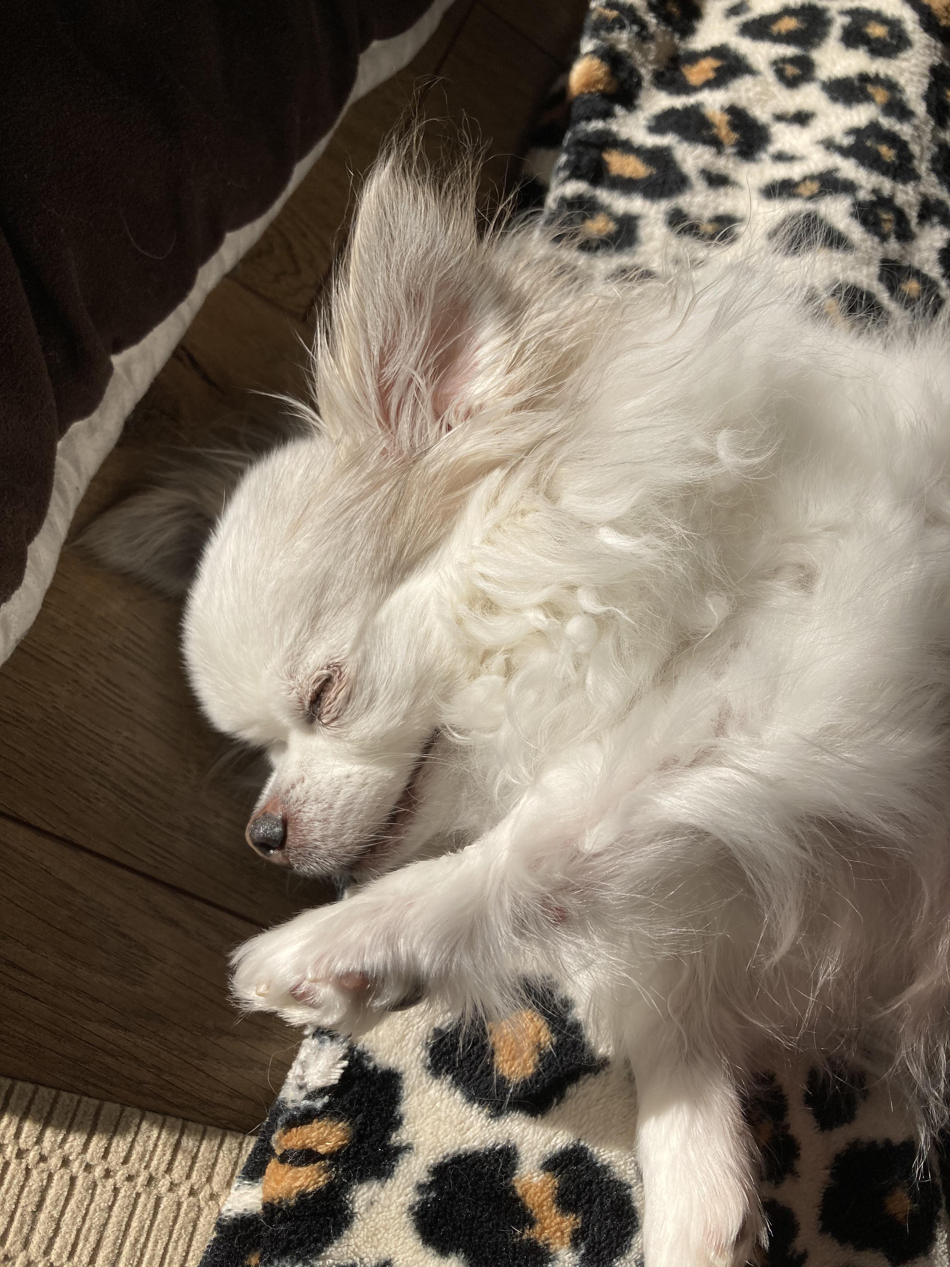 Sunbeam Belly Rubs Face ️ | Scrolller