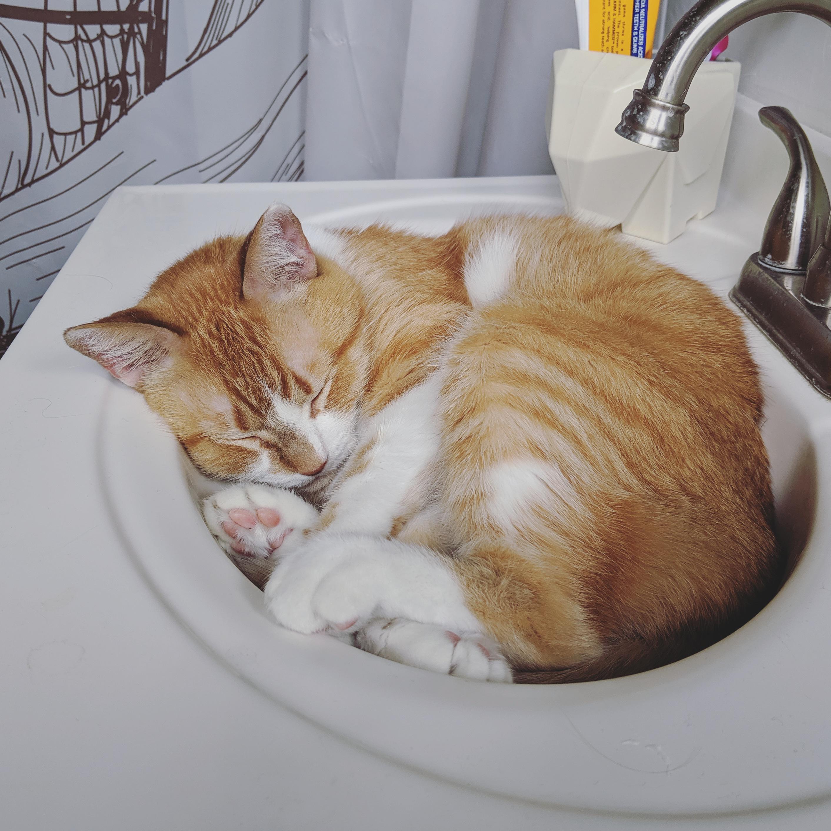 Sunday sink naps | Scrolller