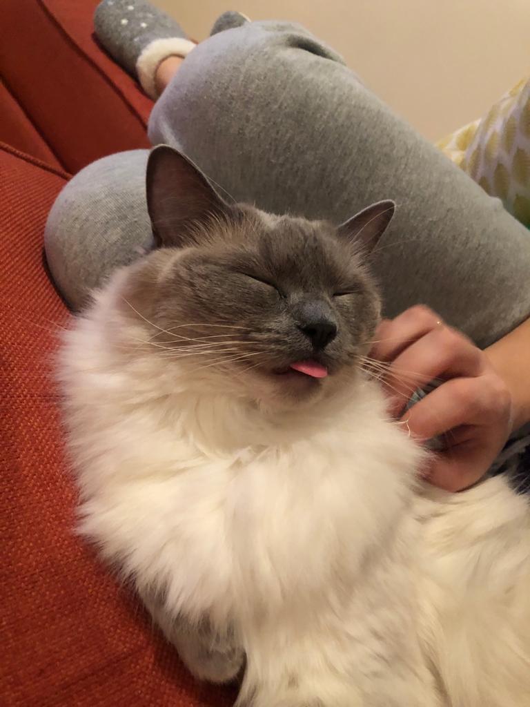 Sunday snuggle blep with Suki. She rarely bleps with this much gusto | Scrolller