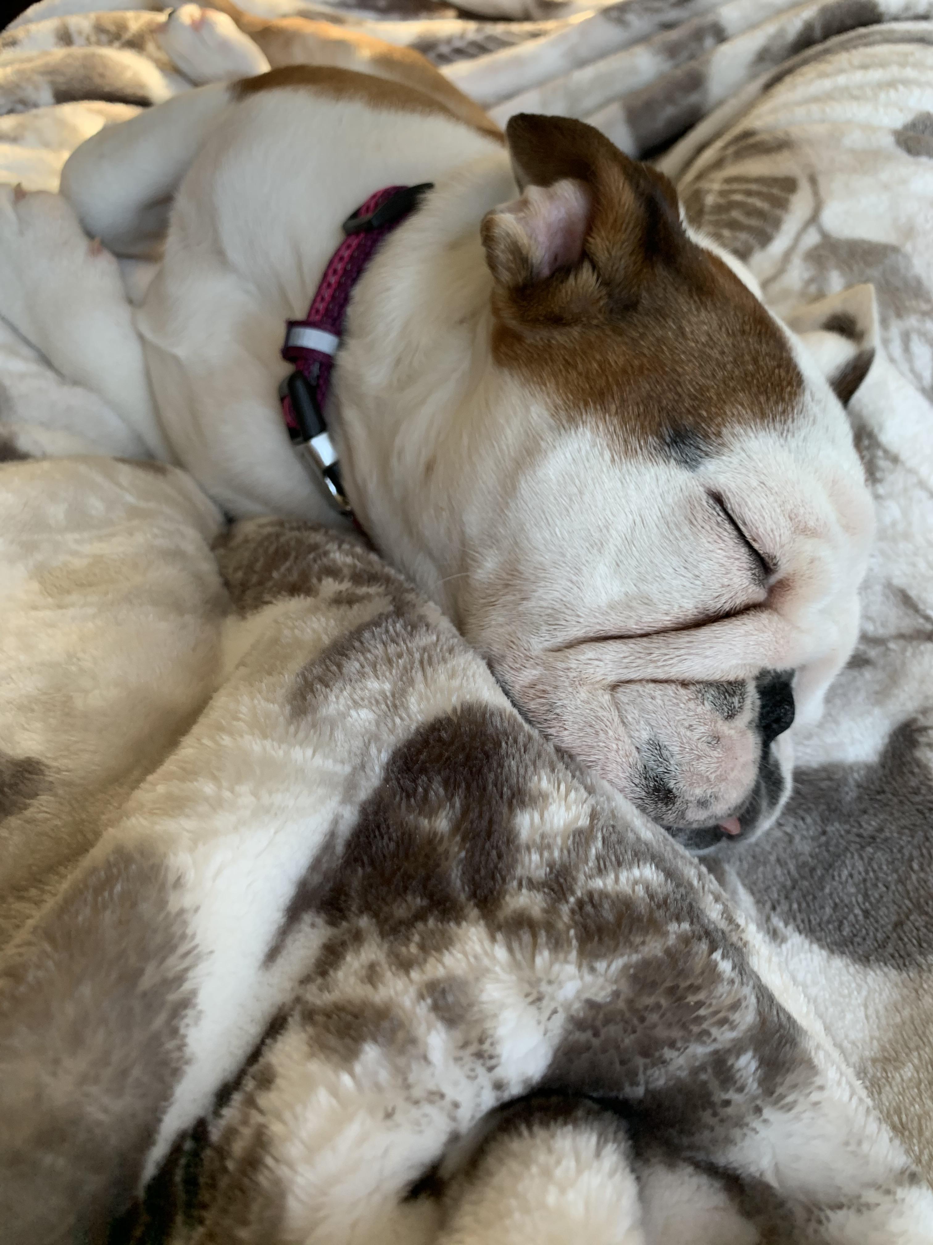 Sunday snuggles | Scrolller