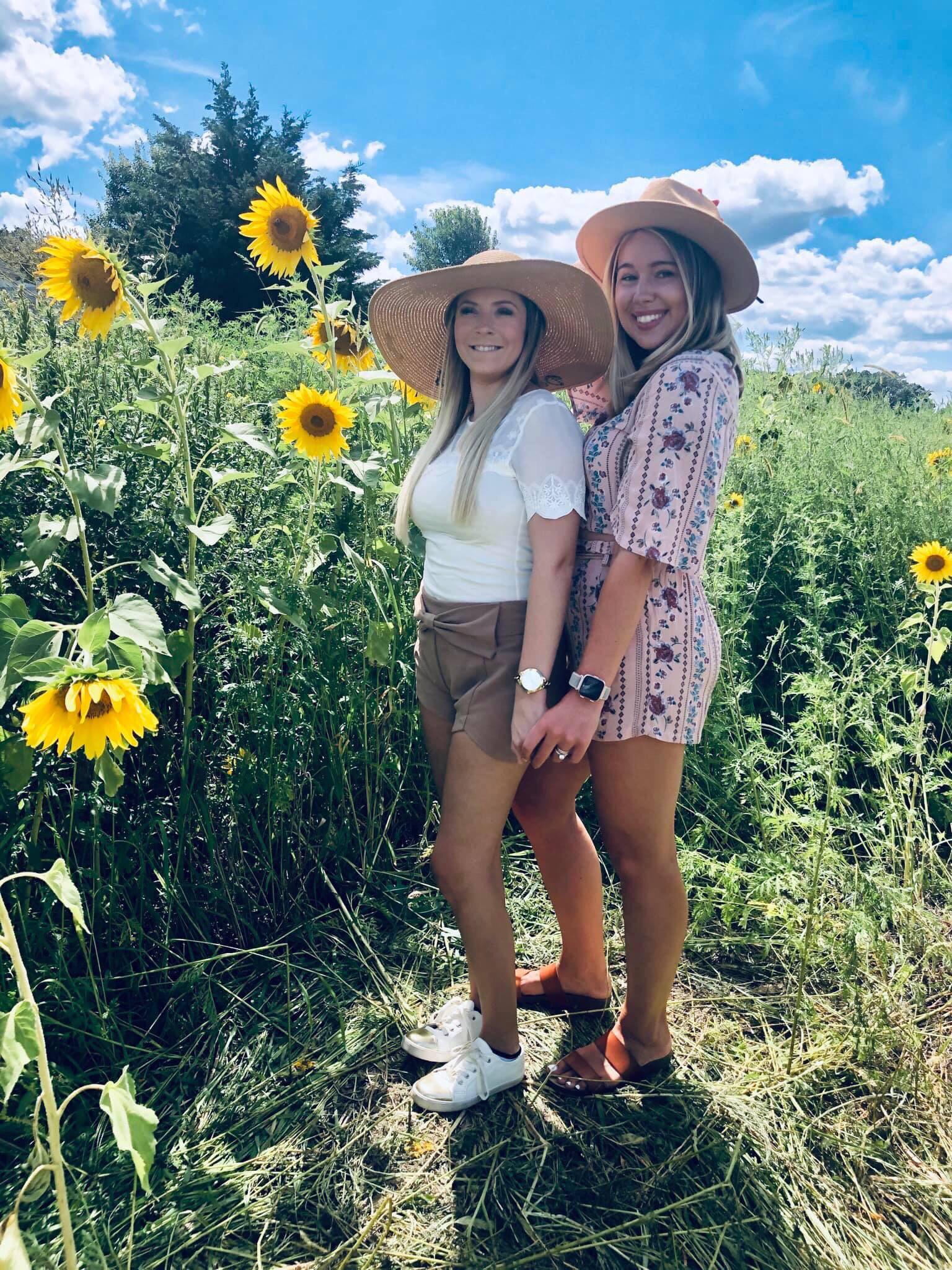 Sunflower field | Scrolller