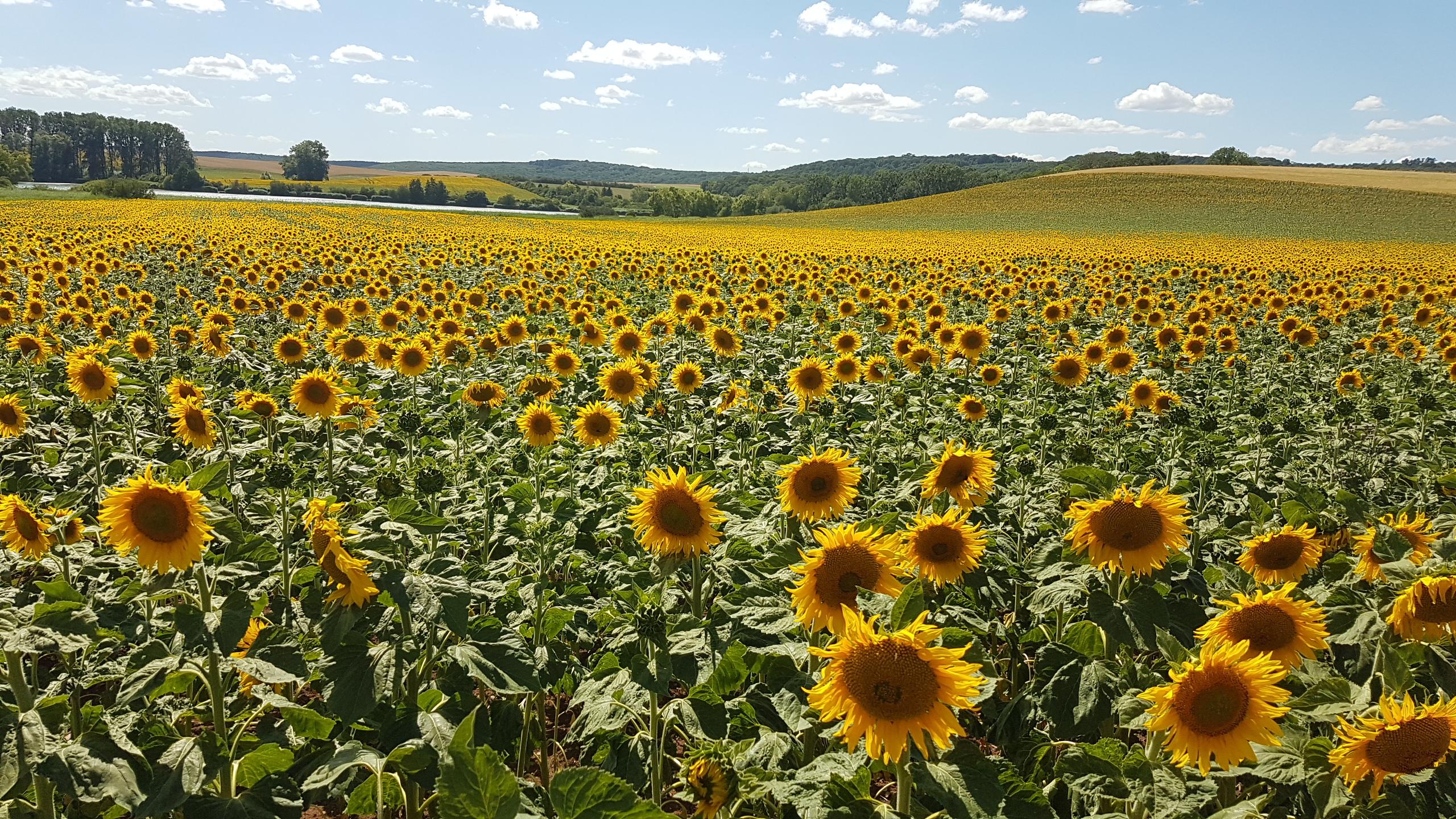 Sunflower fields 🌻 | Scrolller