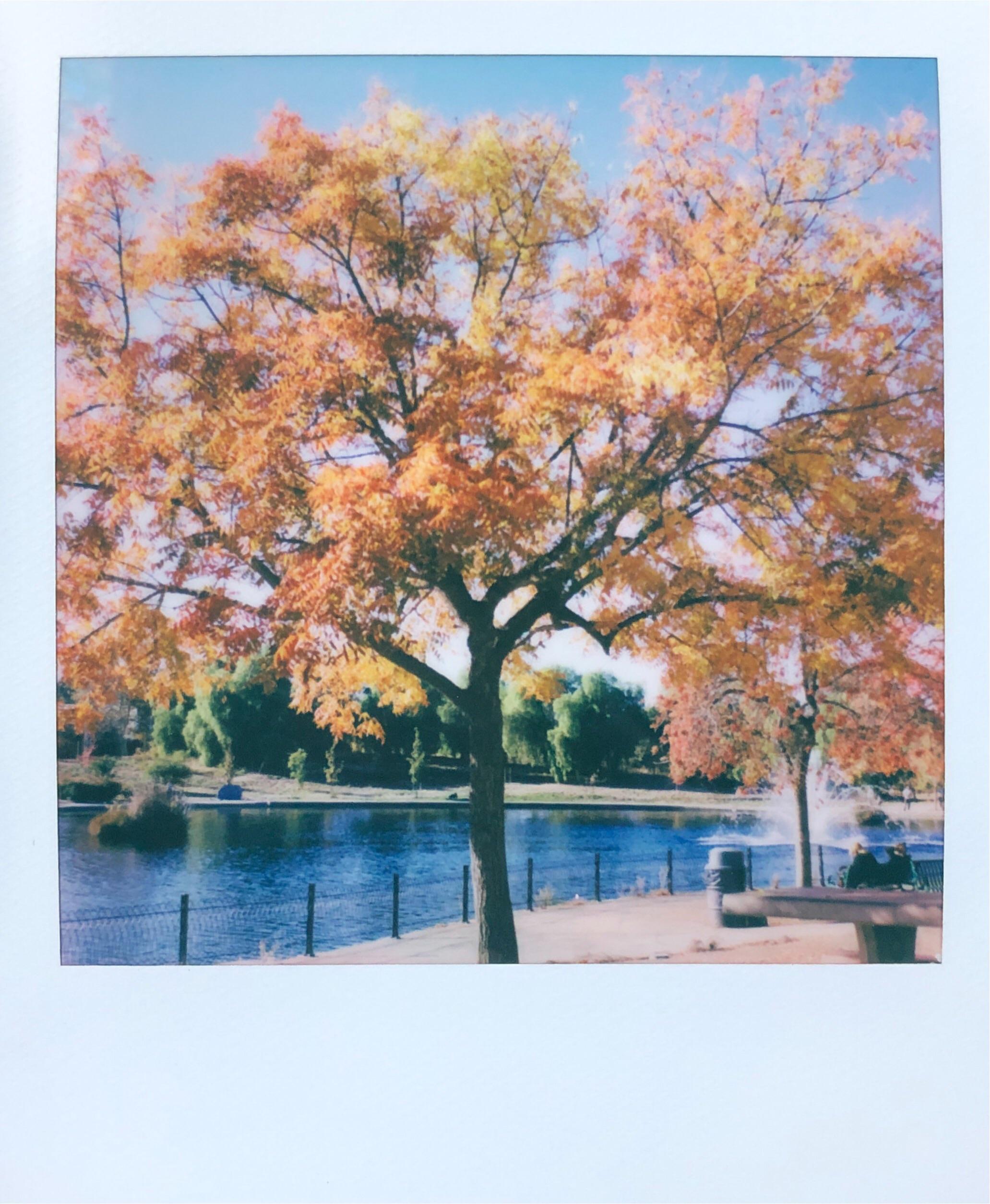 Sunny day in the park | SX-70 | Scrolller