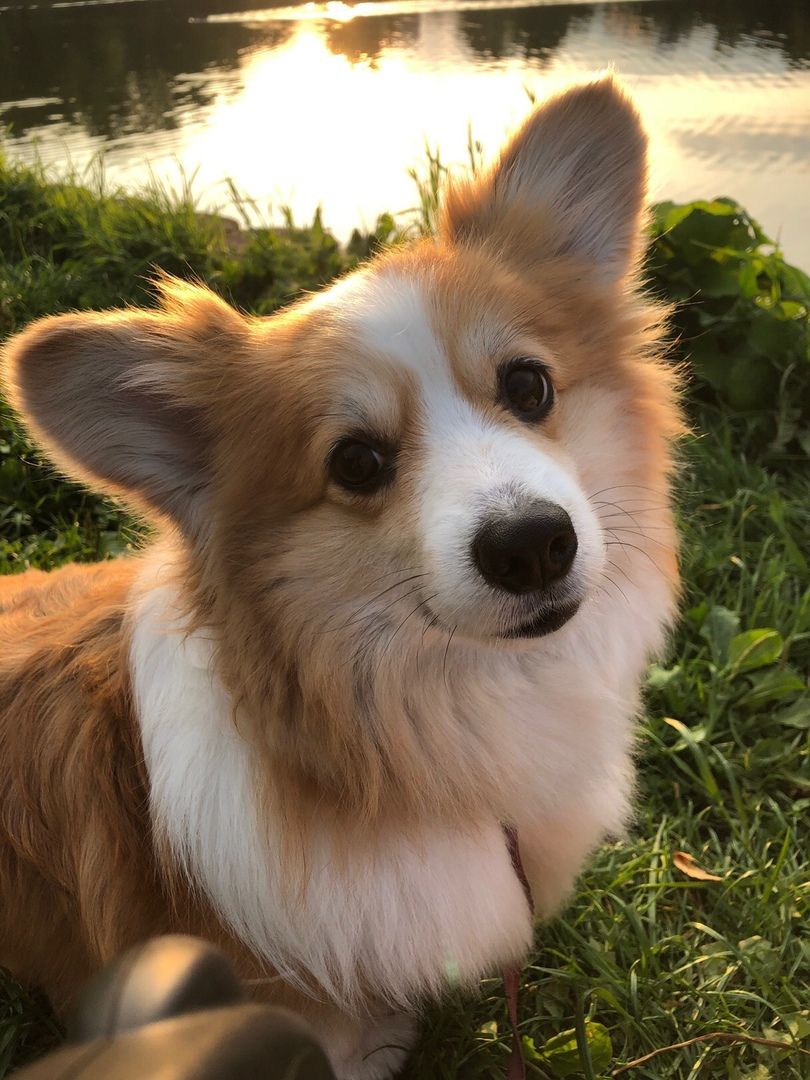 Sunset Lora | Scrolller