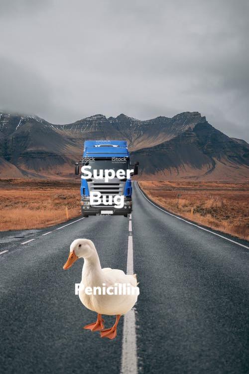 Super Bug Is a Truck | Scrolller