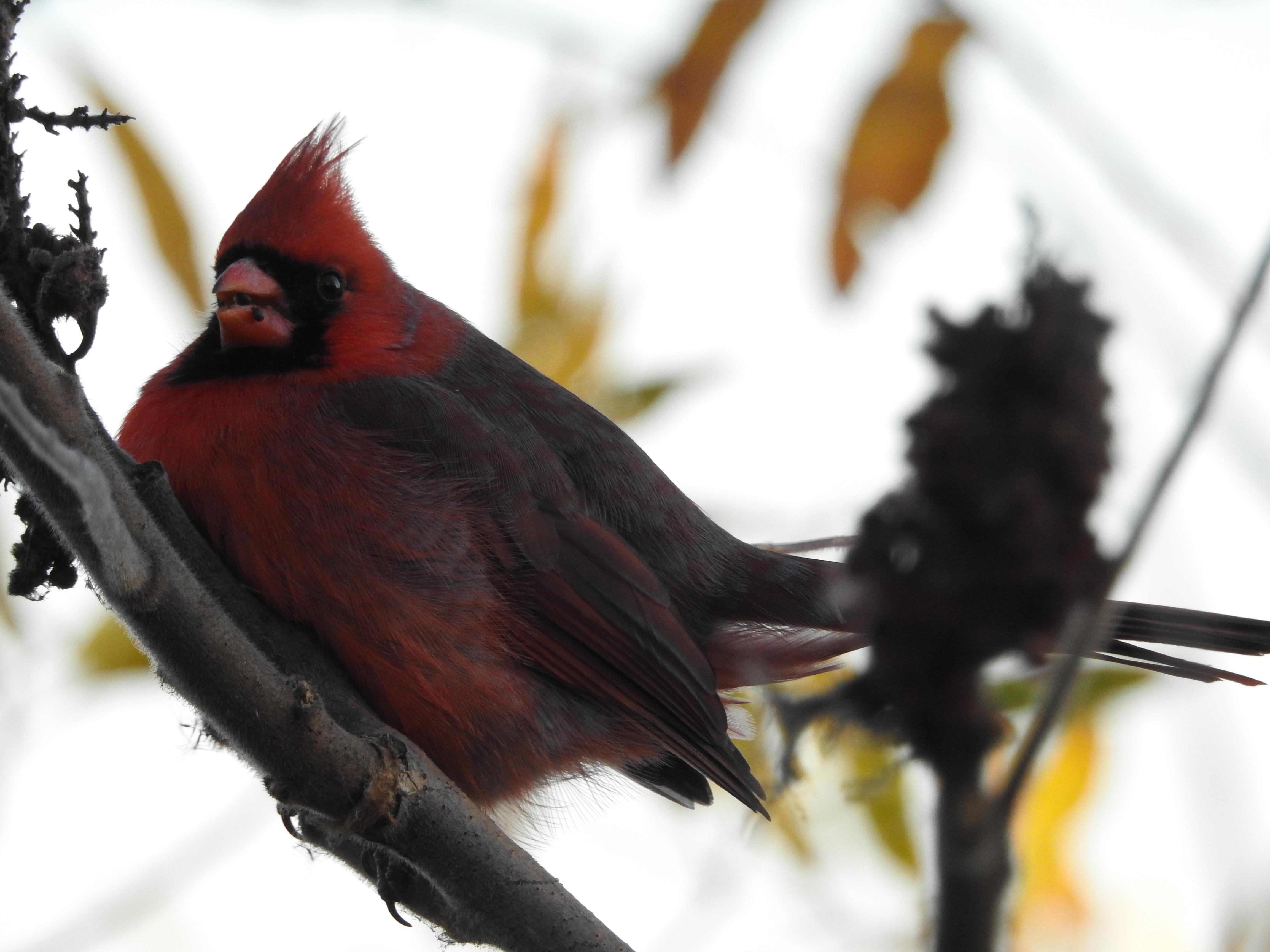 Super Chonky Cardinal! | Scrolller