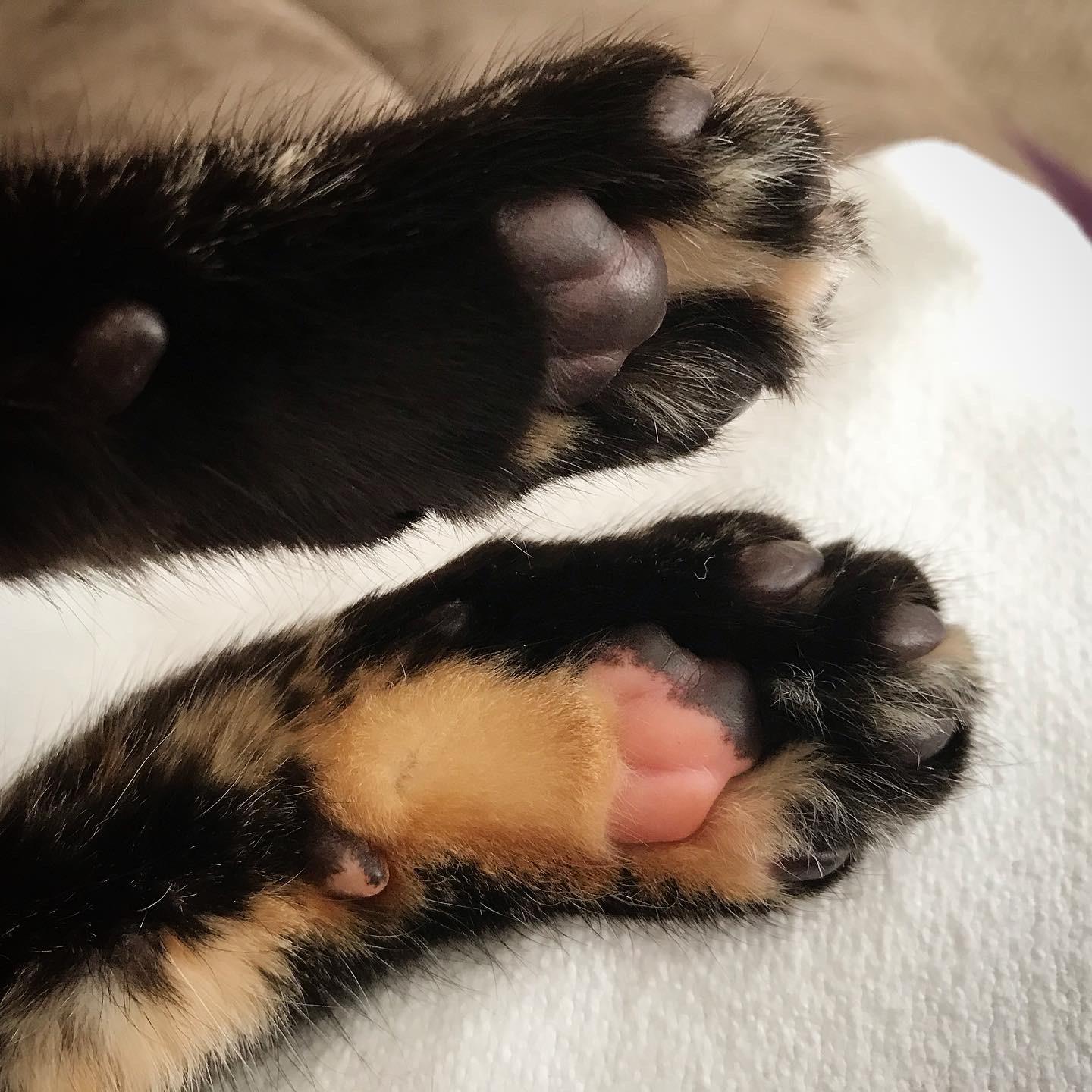 Super cute multi-colored beans. Our tortie kitten Kora napped while I snuck a in for a great pic ...