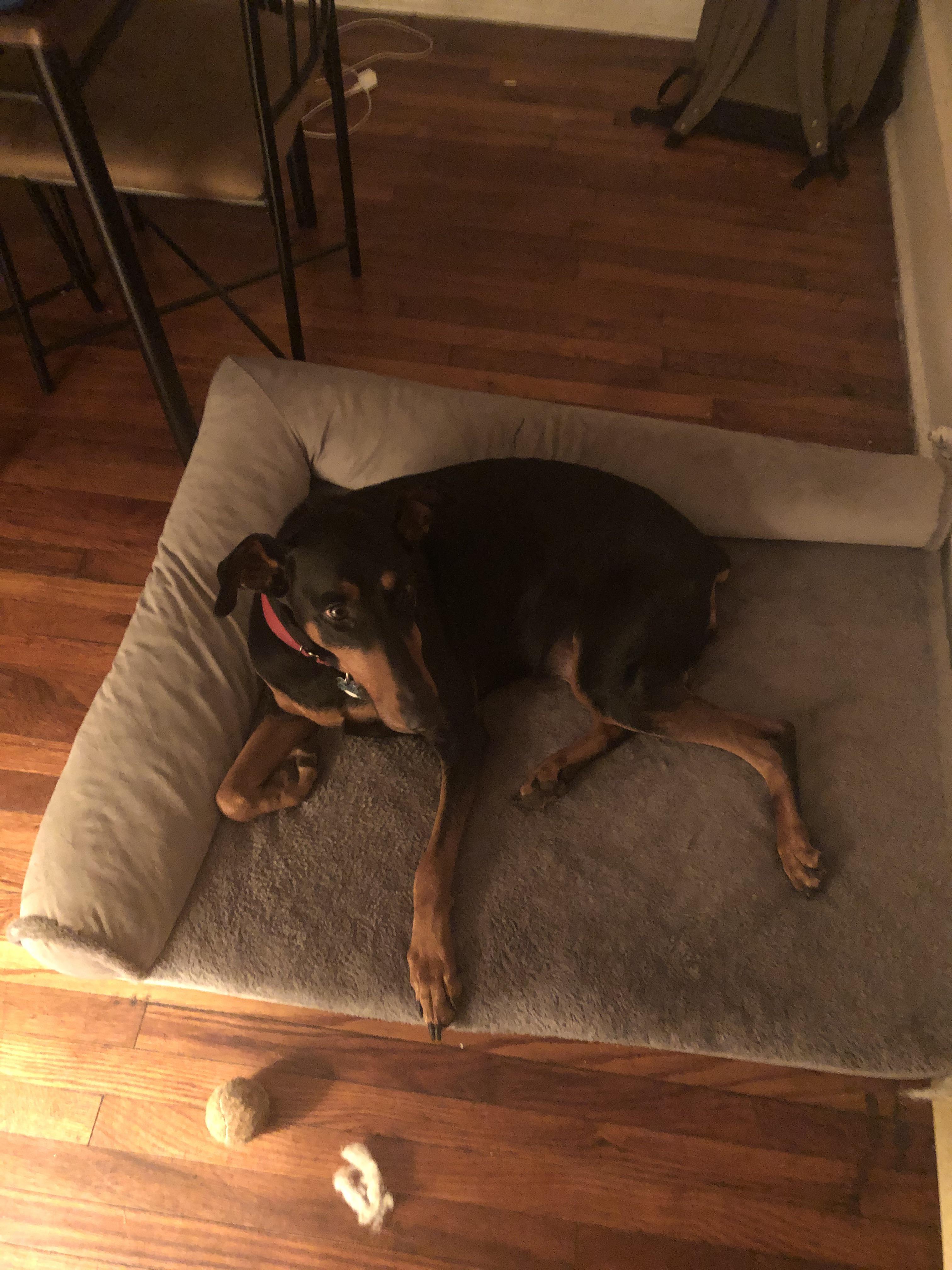 Super cute pup. | Scrolller