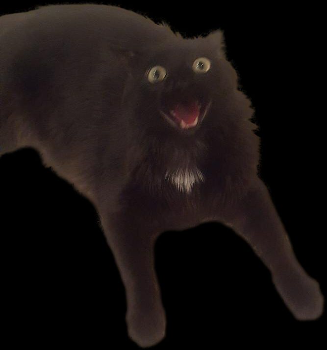 Super excited cat | Scrolller