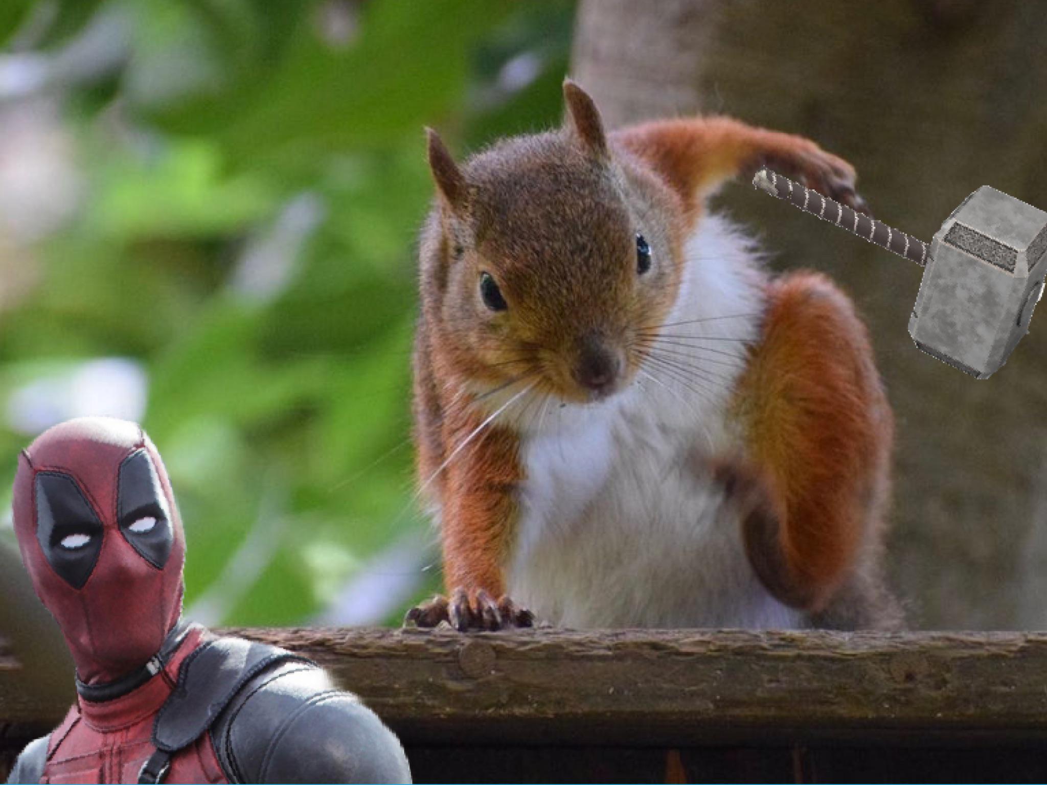 Super hero landing squirrel Thor | Scrolller