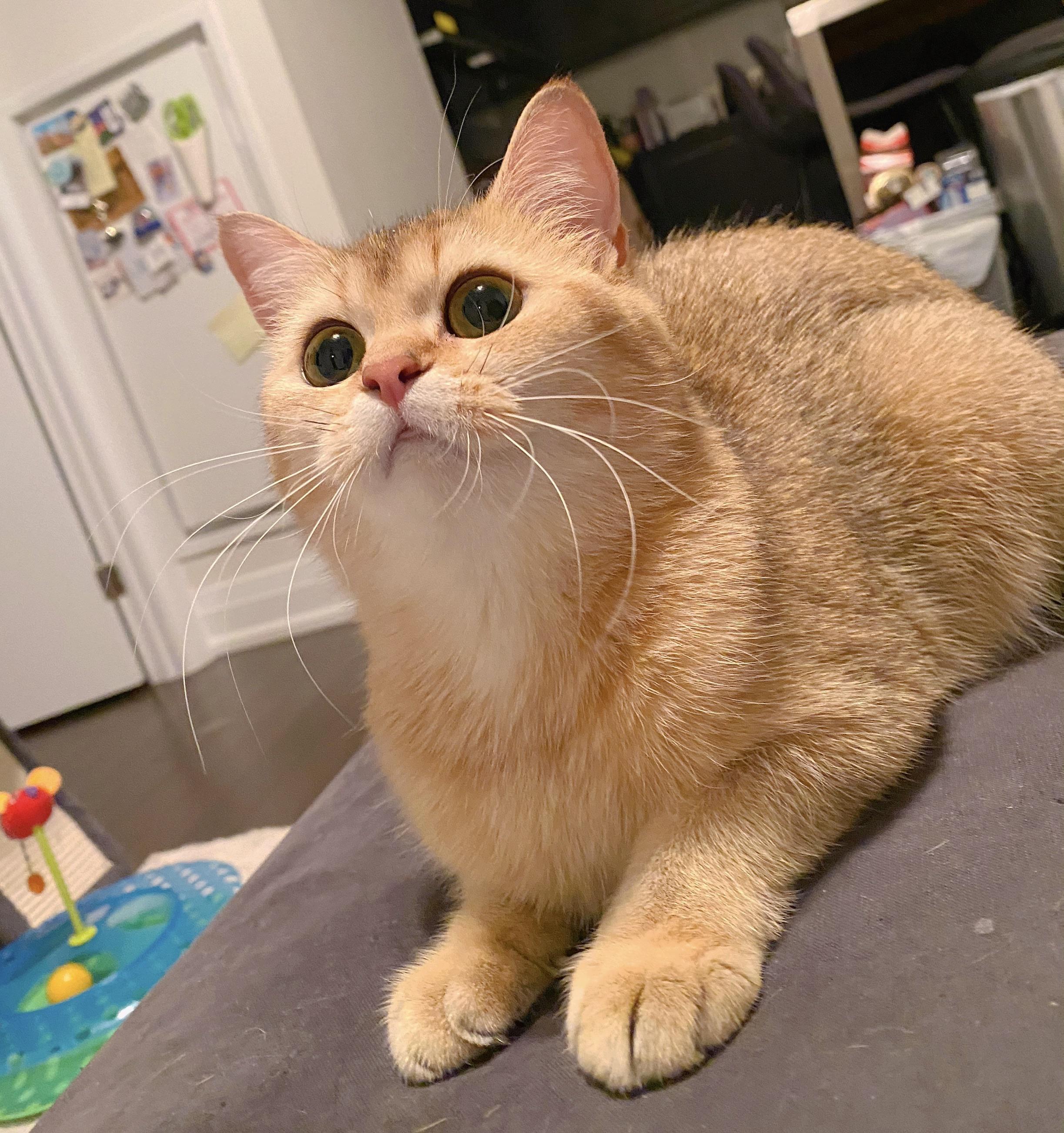 Super teeny tiny blep😛 | Scrolller