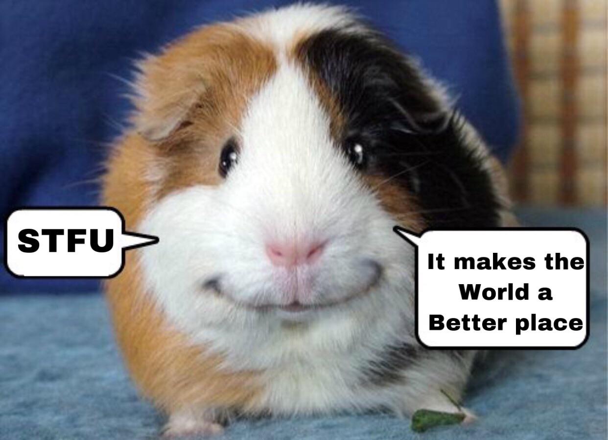 Supportive hampster | Scrolller