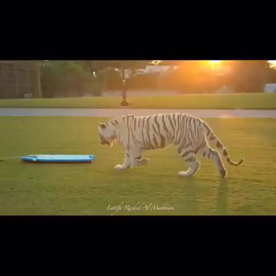 Surfing White Tiger. | Scrolller