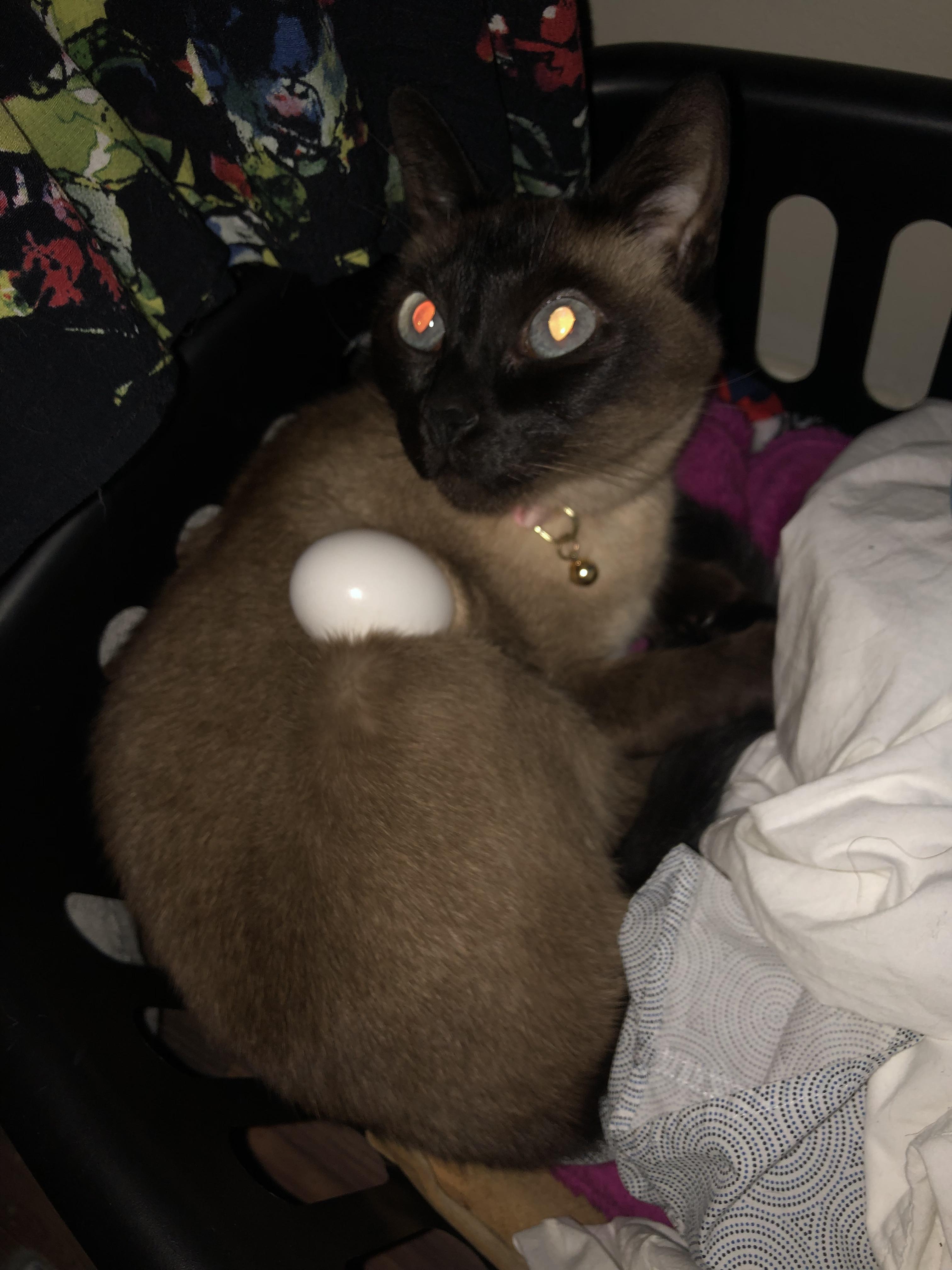 Surprised Gigi with an egg | Scrolller