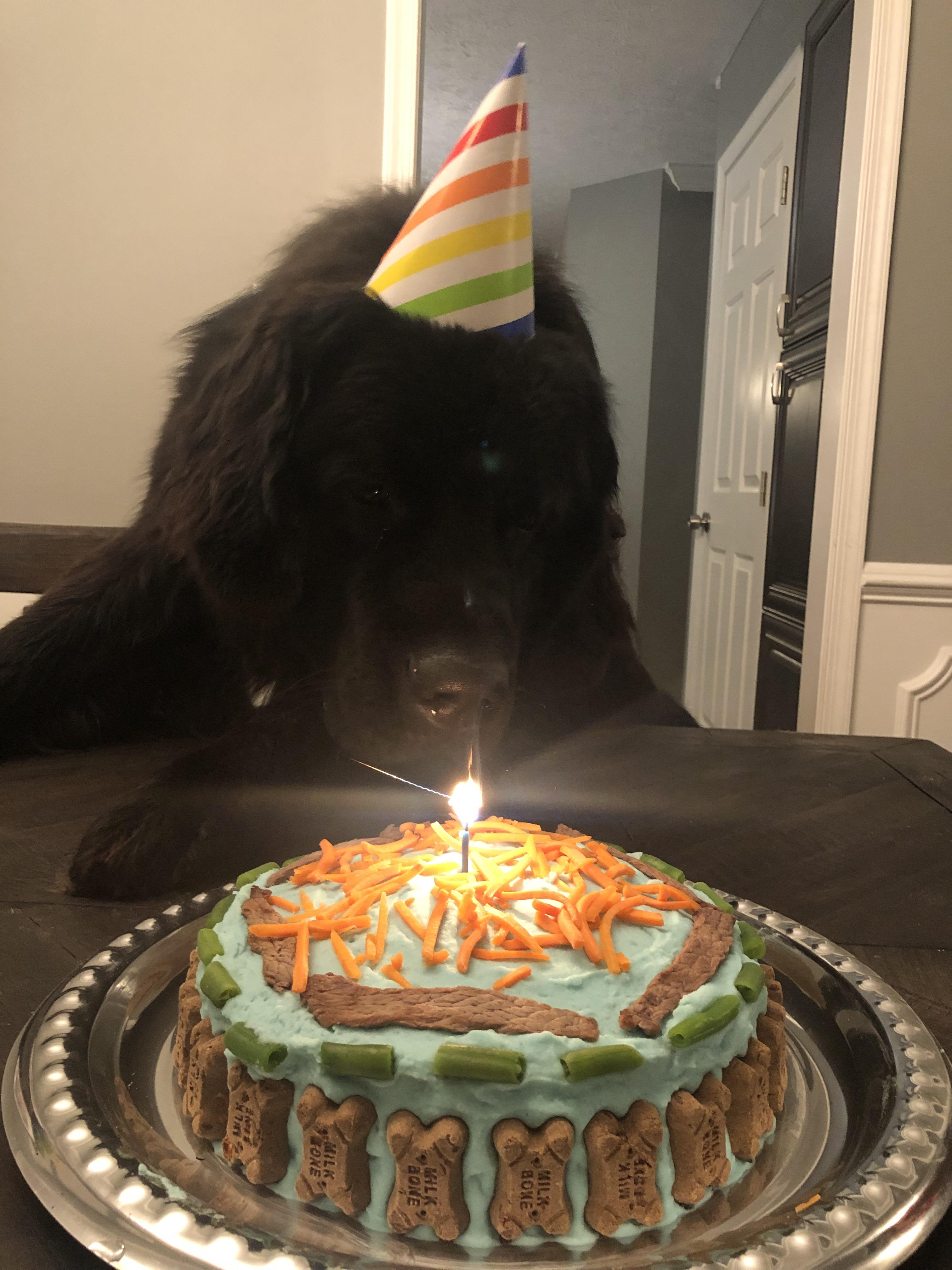 Sven’s first birthday | Scrolller