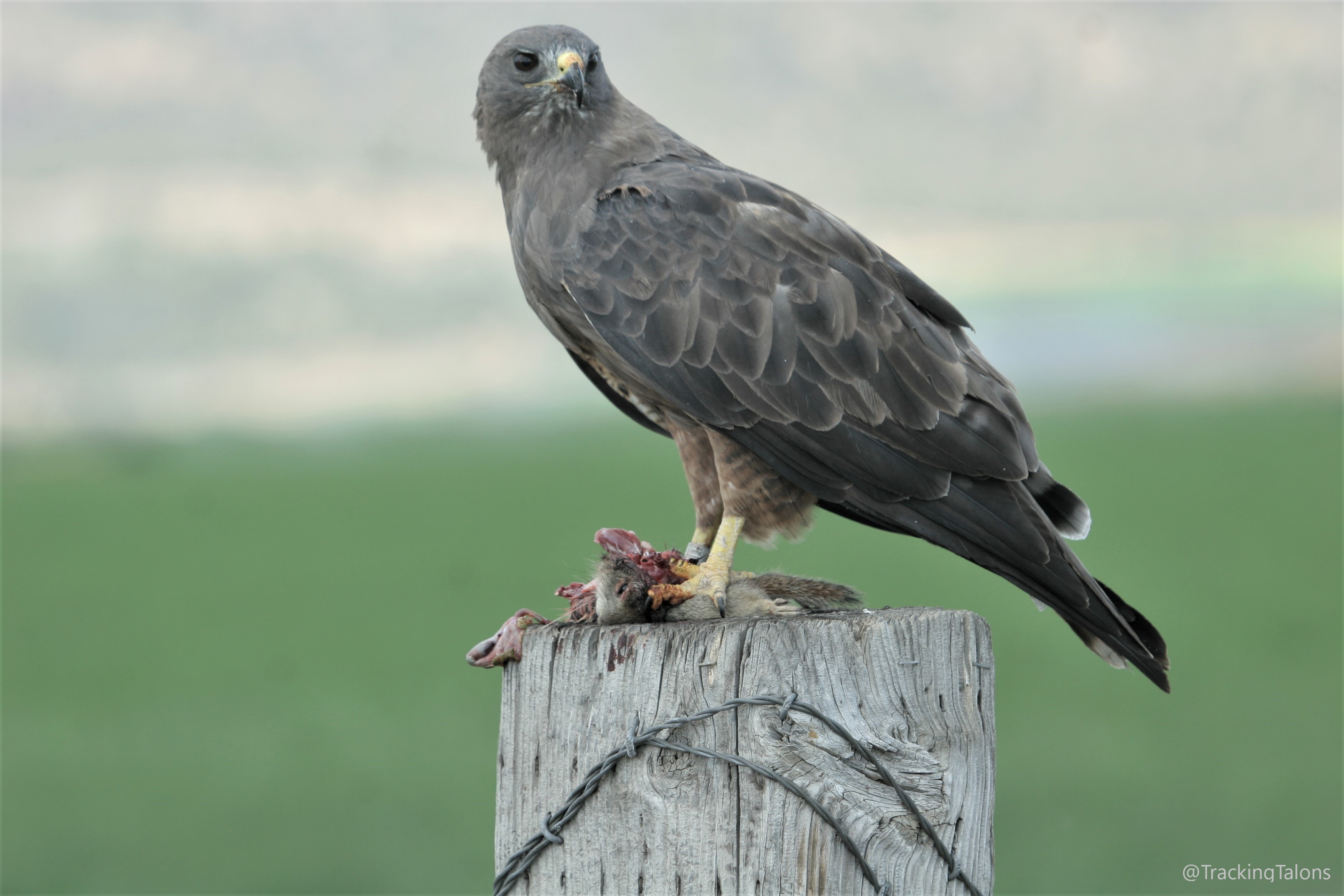 Swainson's hawk with a ground squirrel | Scrolller