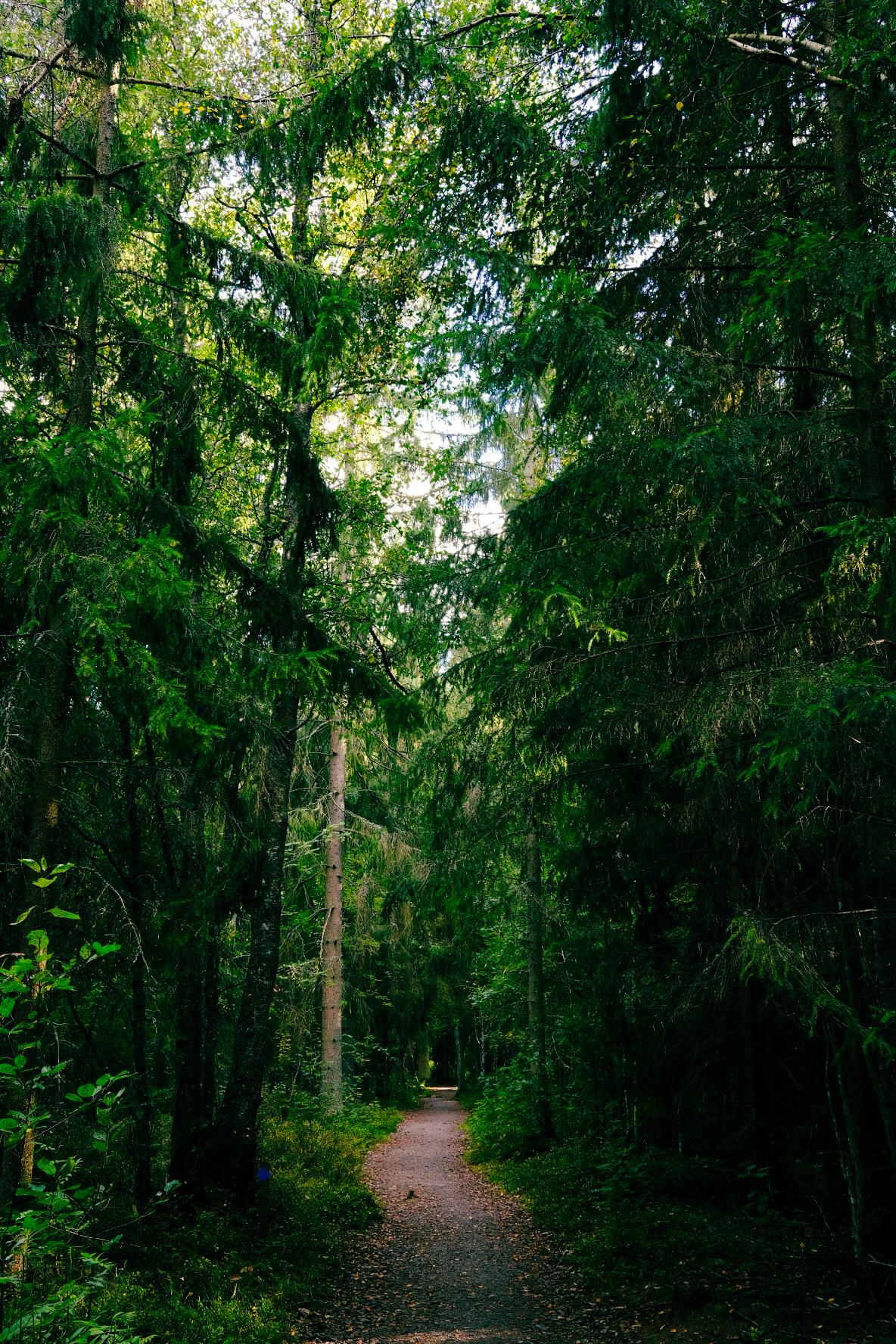 Sweden's Nature, Fujifilm X100V | Scrolller