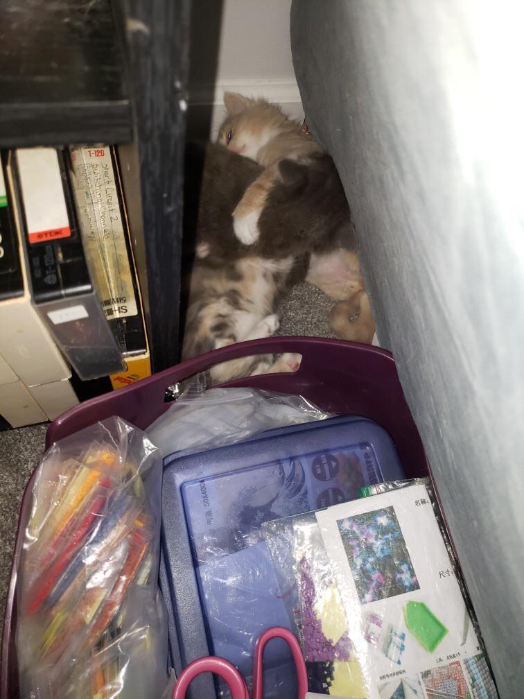 Sweet cuddle party 🥰 | Scrolller