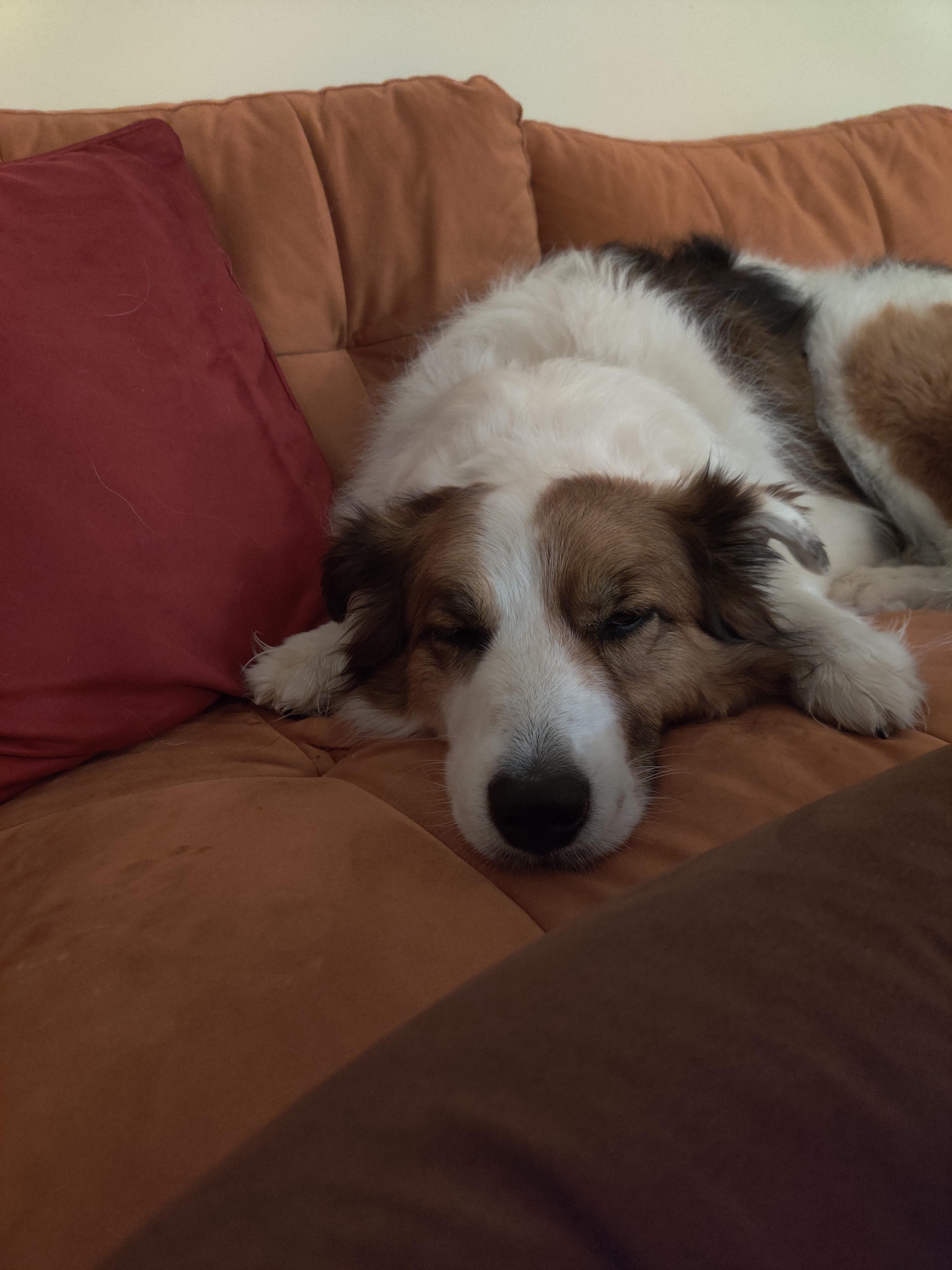 Sweet girl napping | Scrolller