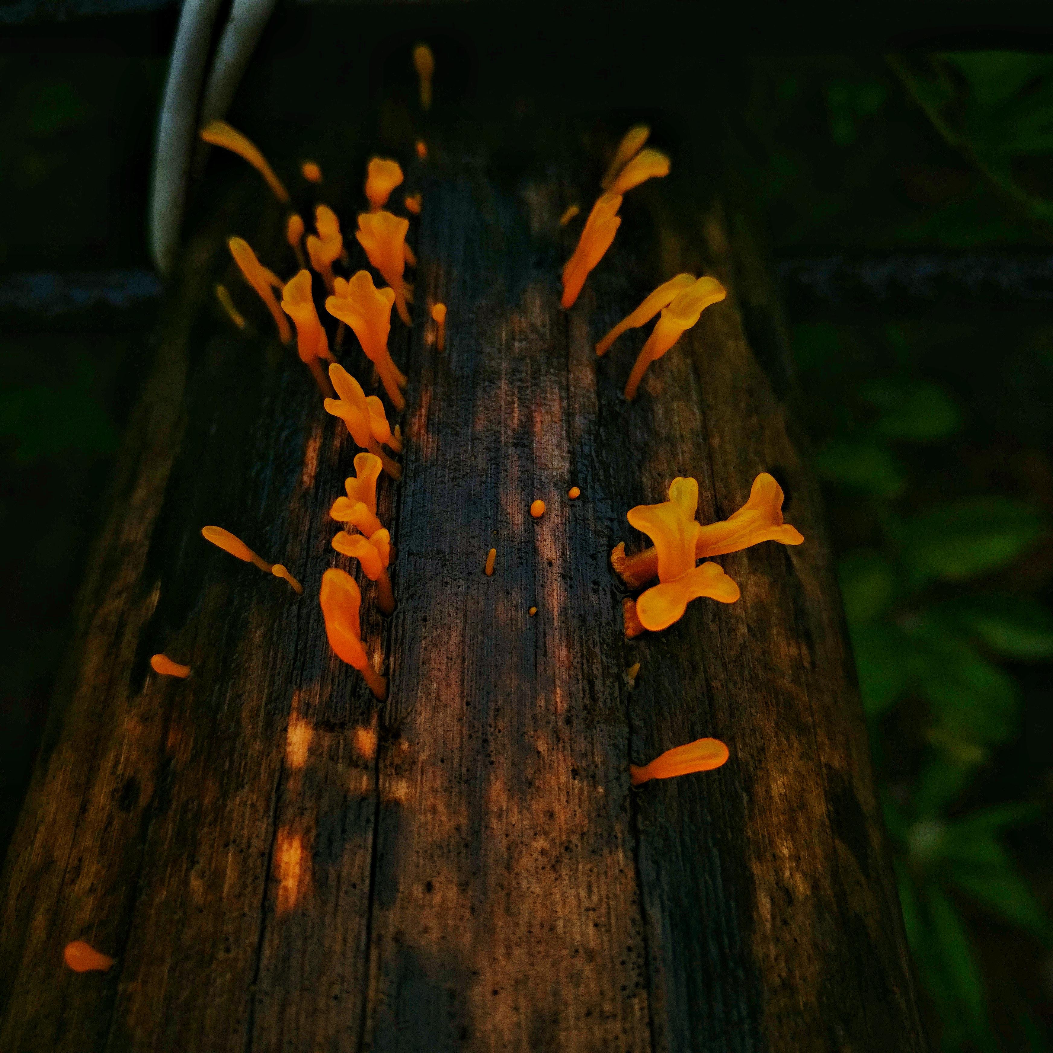 Sweet osmanthus ear | Scrolller