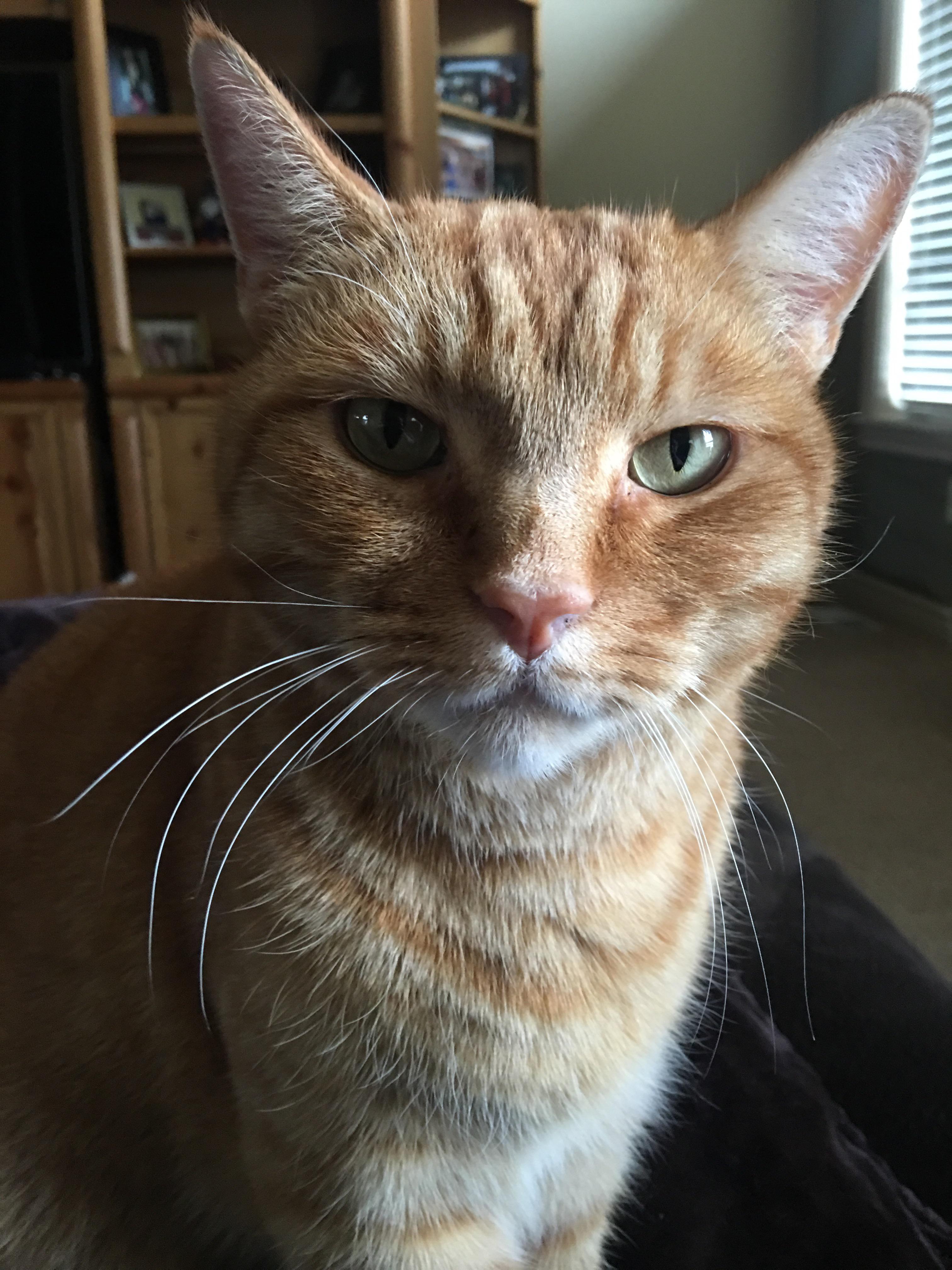 Sweet Sugar Bear | Scrolller