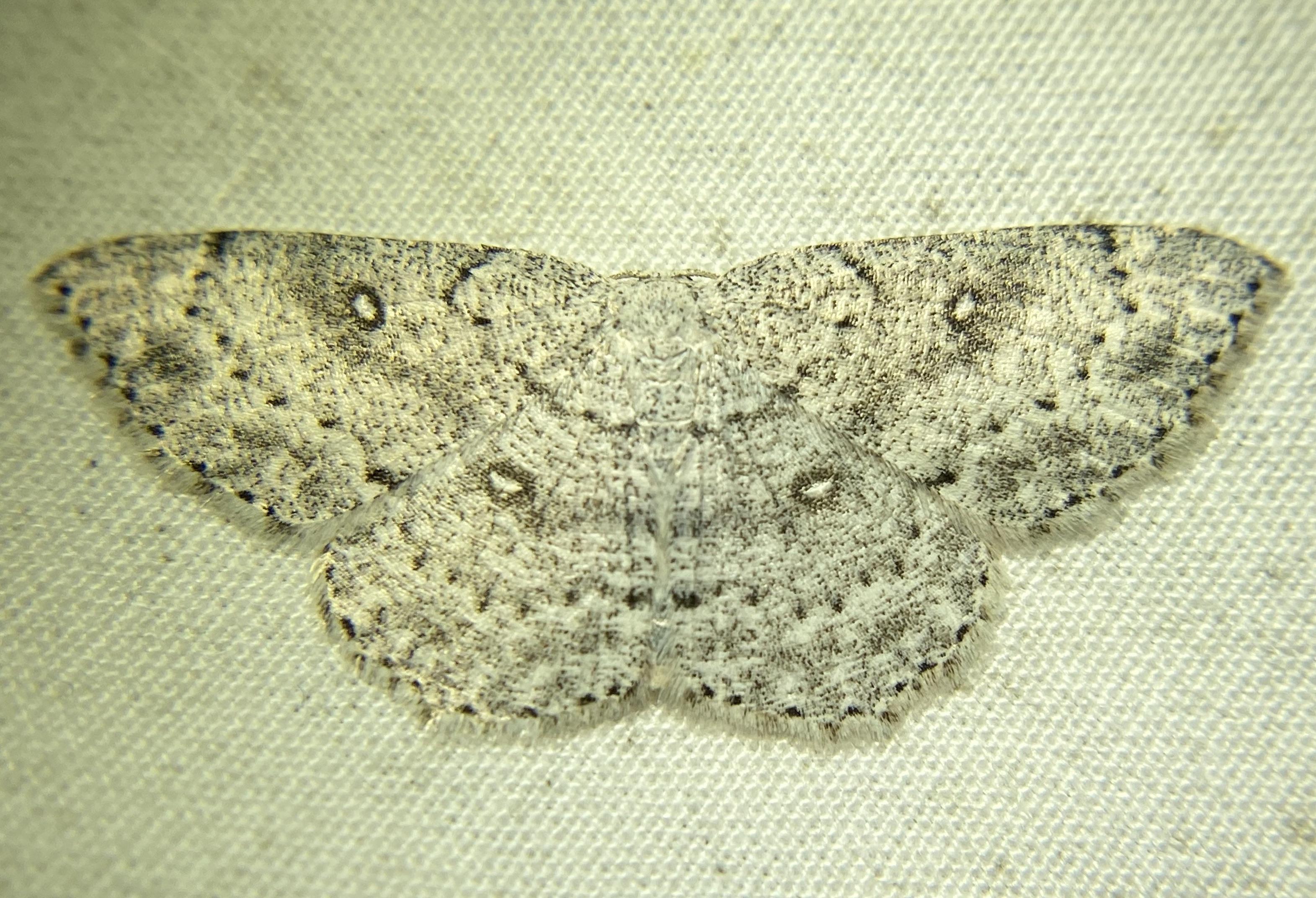 Sweetfern Geometer, such a cool looking moth imo | Scrolller