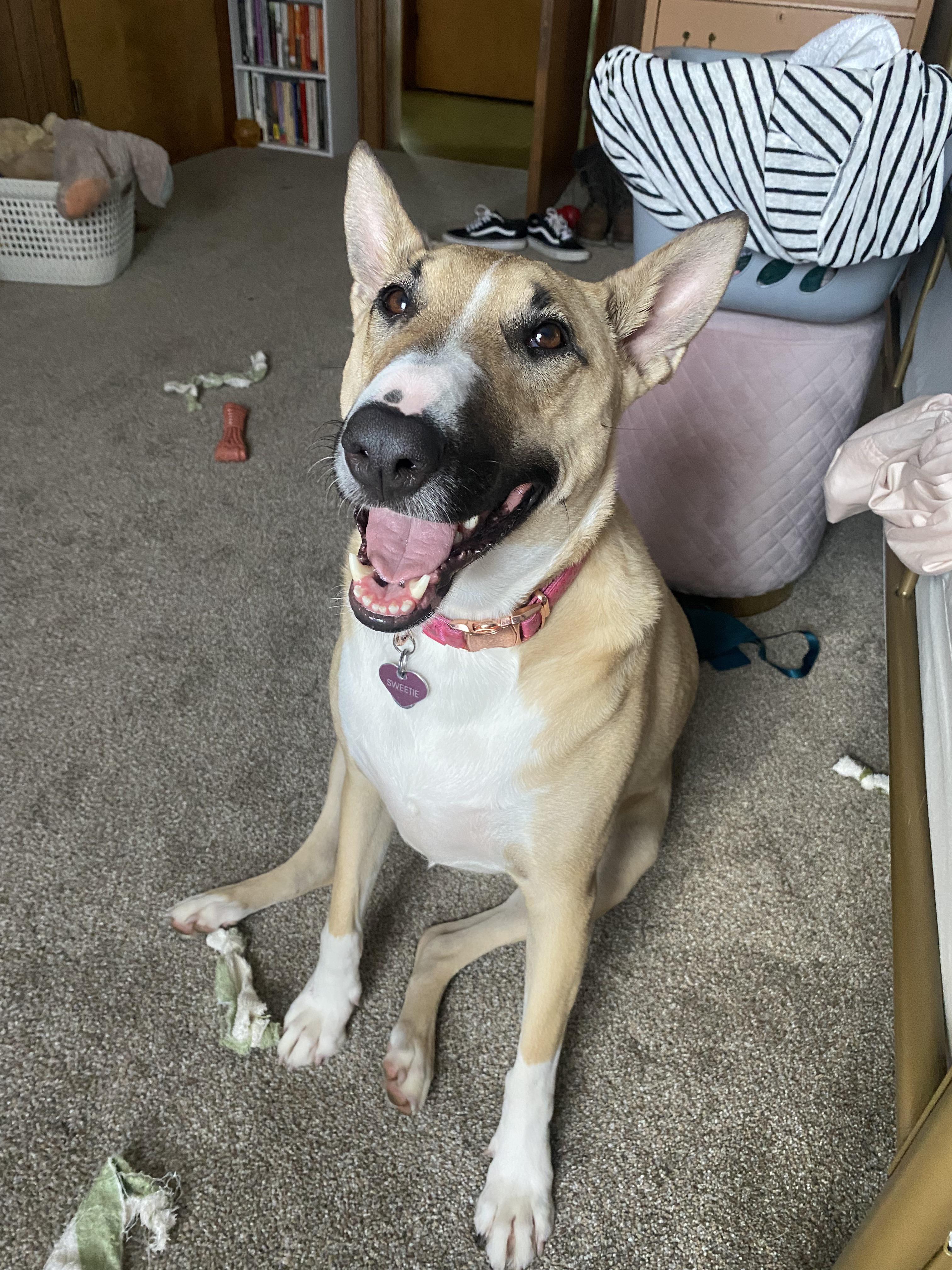 Sweetie and her silly sits | Scrolller