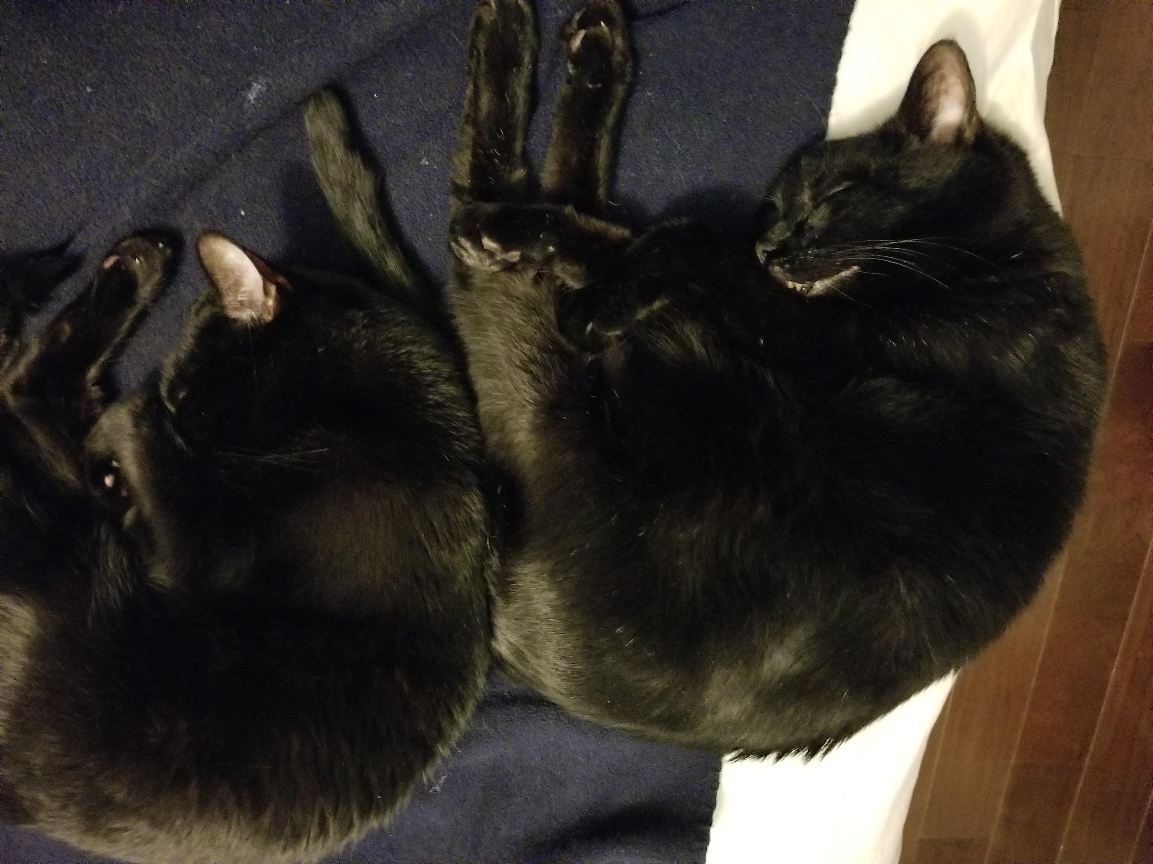 Synchronized circles | Scrolller