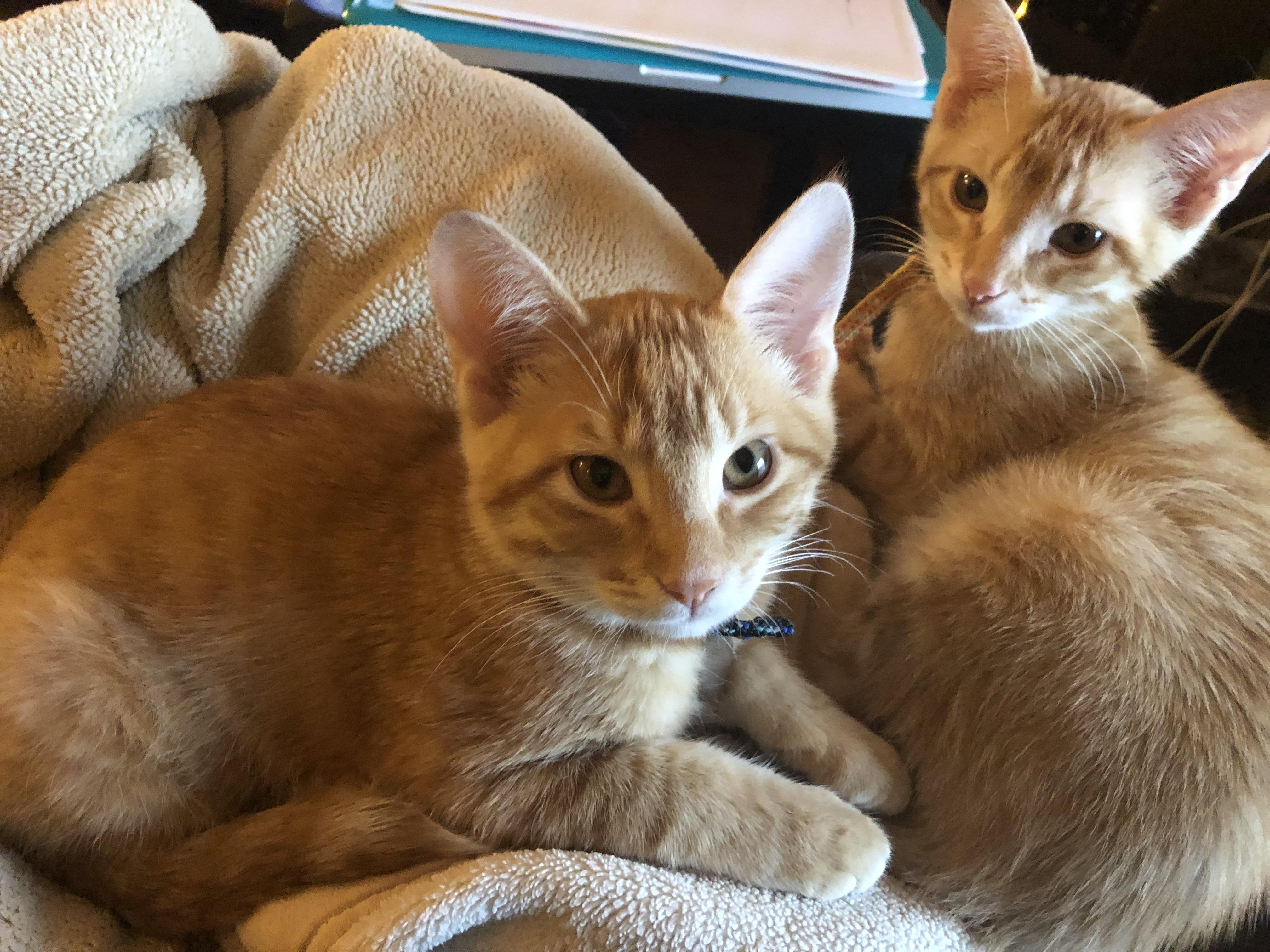 Tabby bros | Scrolller