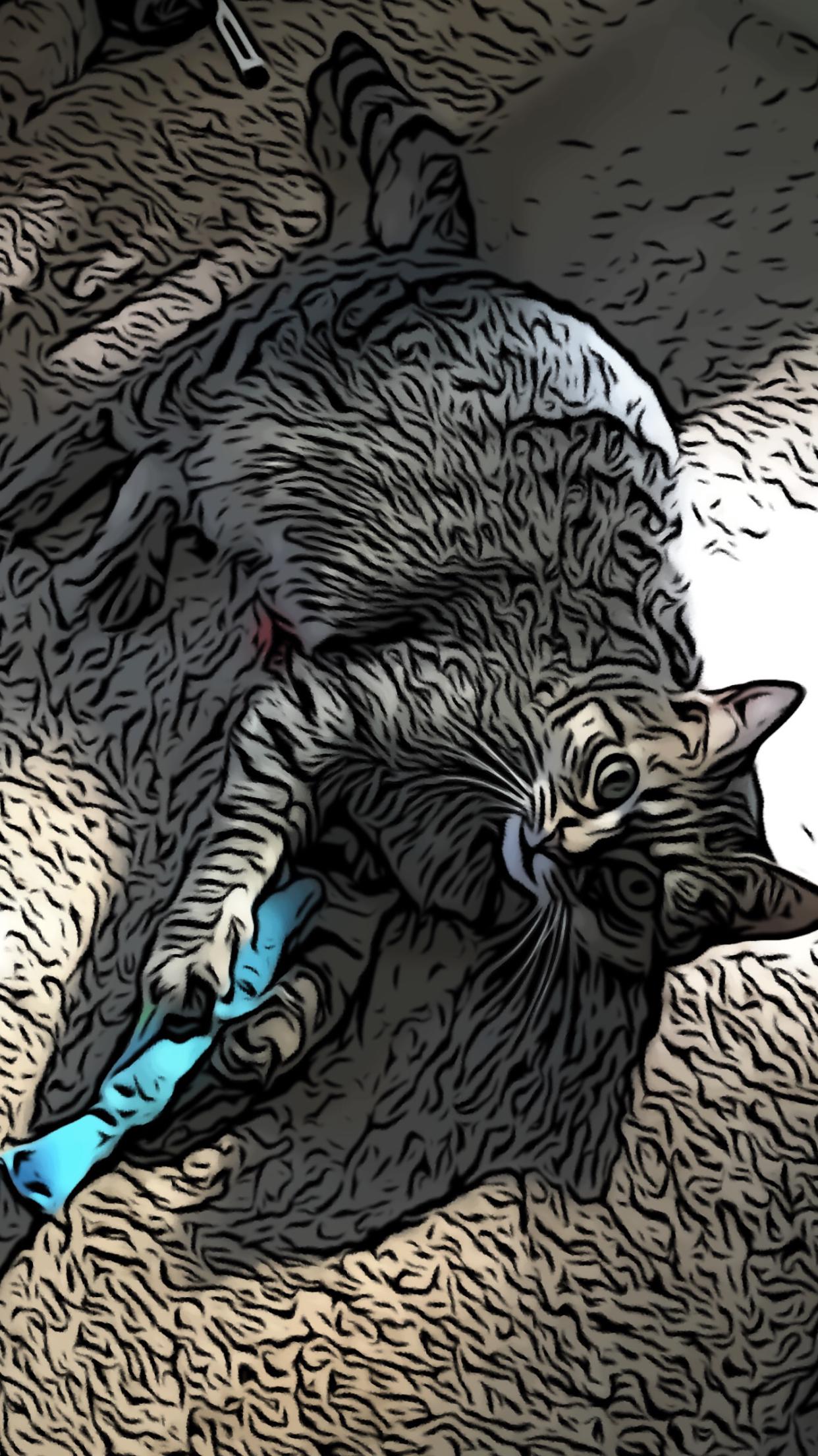 Tabby with a filter | Scrolller