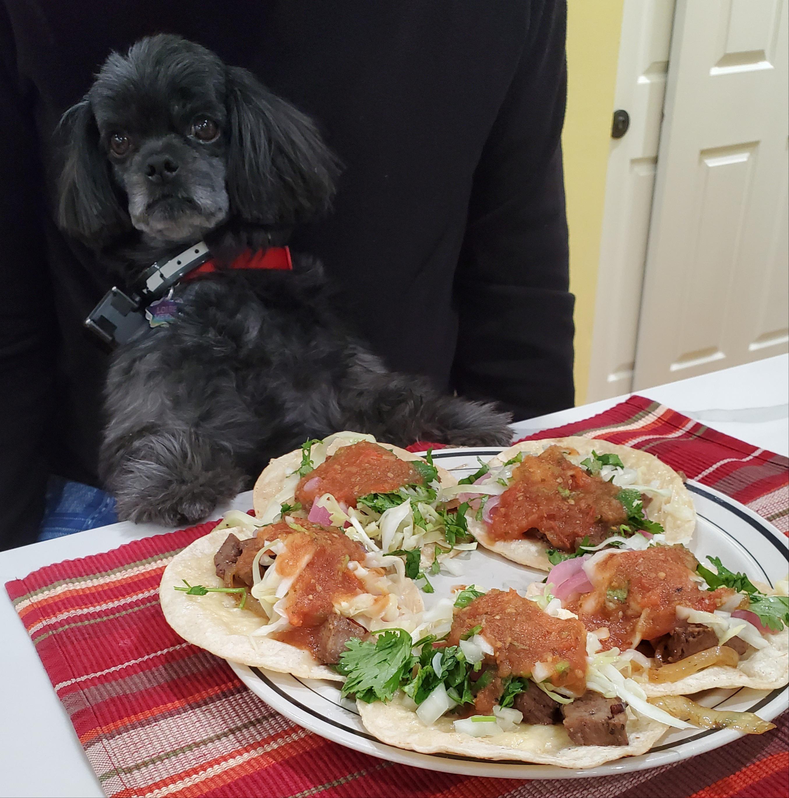 Tacos? I'm no Chihuahua, where's my bone! | Scrolller