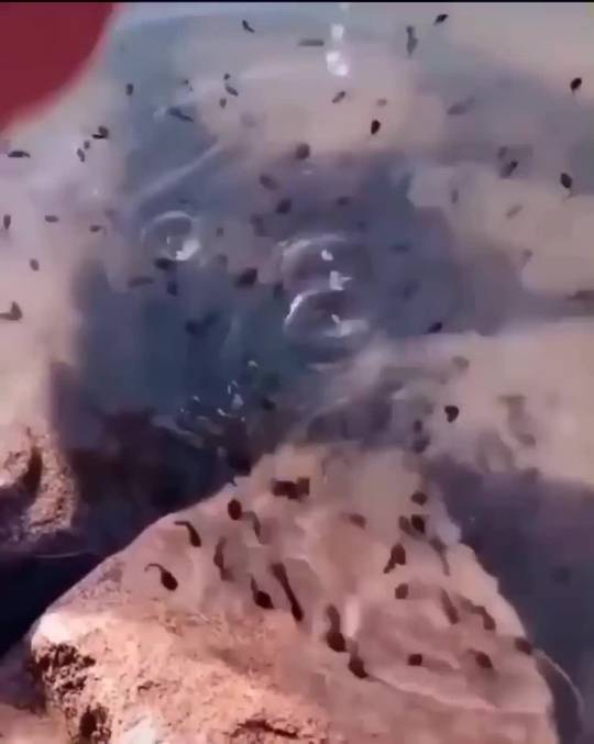 Tadpoles taken from spawning grounds. | Scrolller